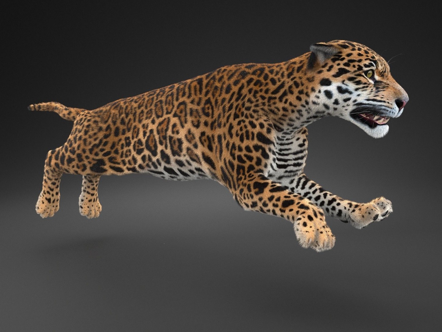 American Panthera Onca 3D Model - TurboSquid 1171815