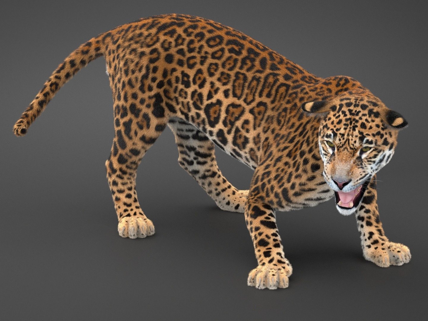 American Panthera Onca 3D Model - TurboSquid 1171815