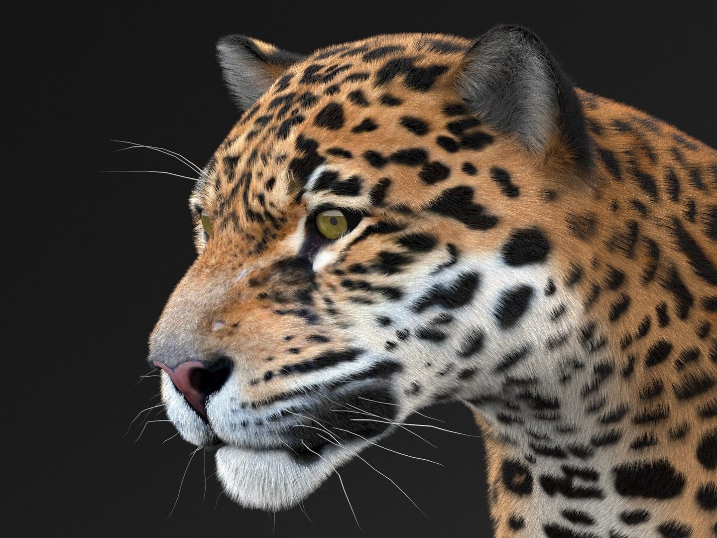 American panthera onca 3D model - TurboSquid 1171815