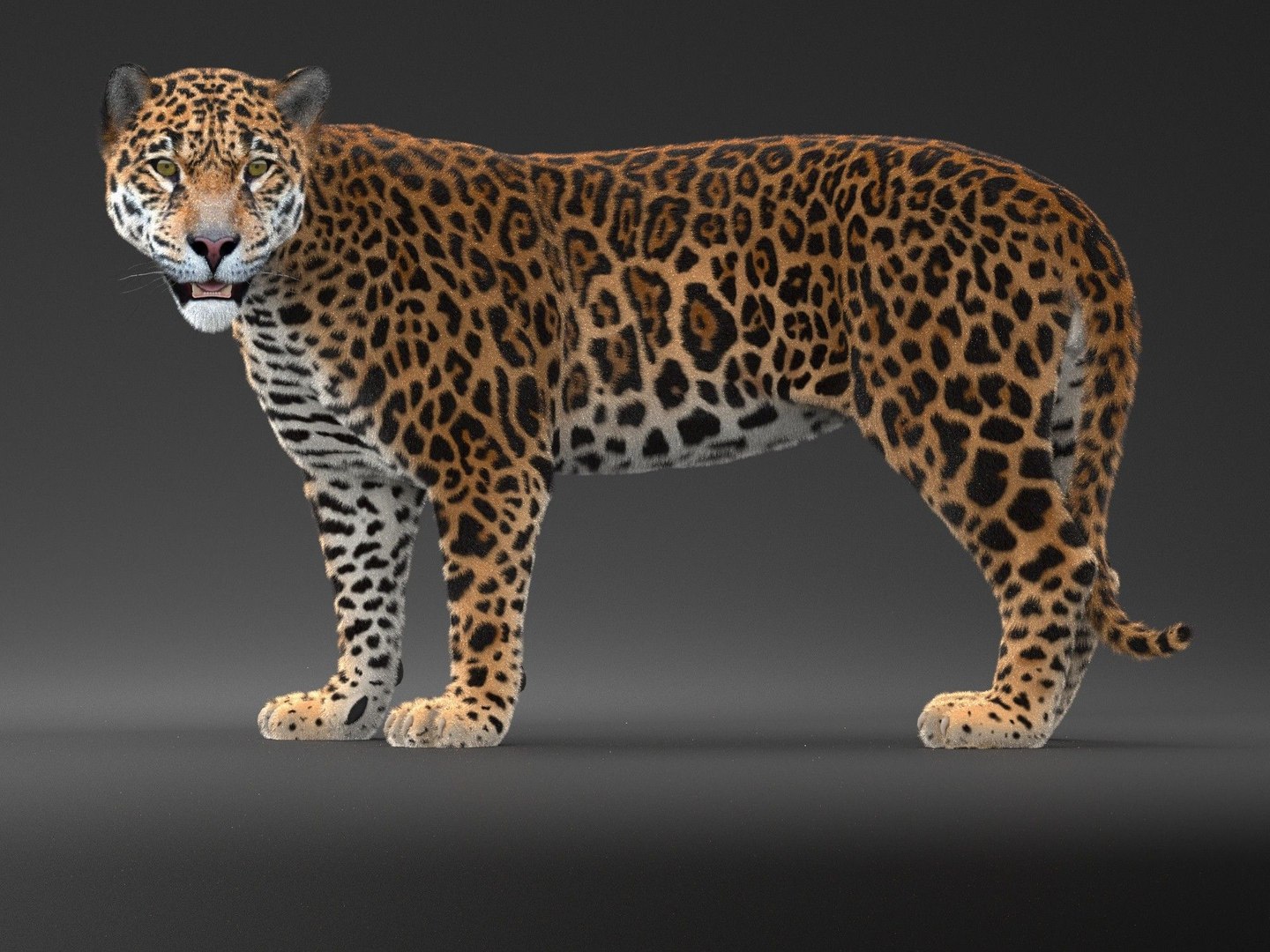 American Panthera Onca 3D Model - TurboSquid 1171815