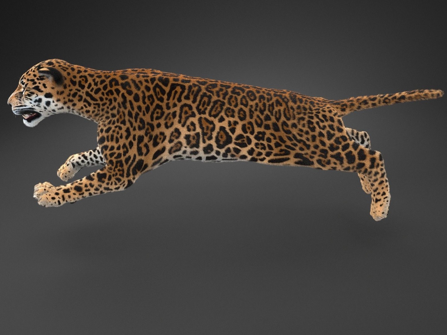 American Panthera Onca 3D Model - TurboSquid 1171815
