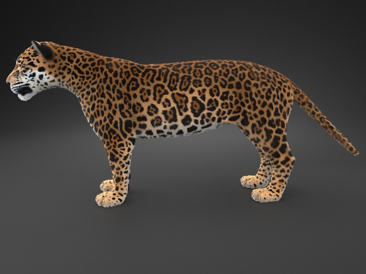 American Panthera Onca 3D Model - TurboSquid 1171815
