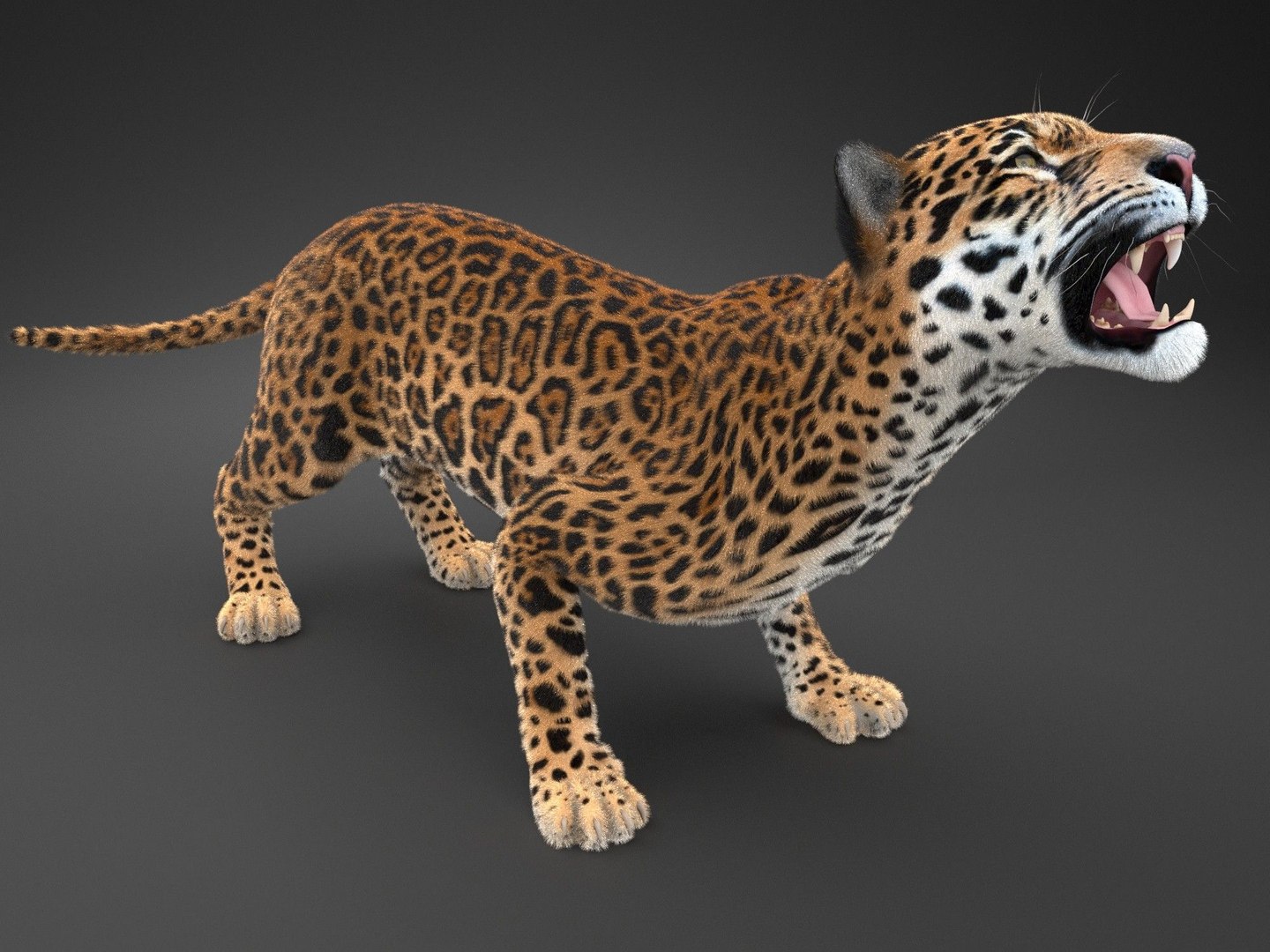 American Panthera Onca 3D Model - TurboSquid 1171815