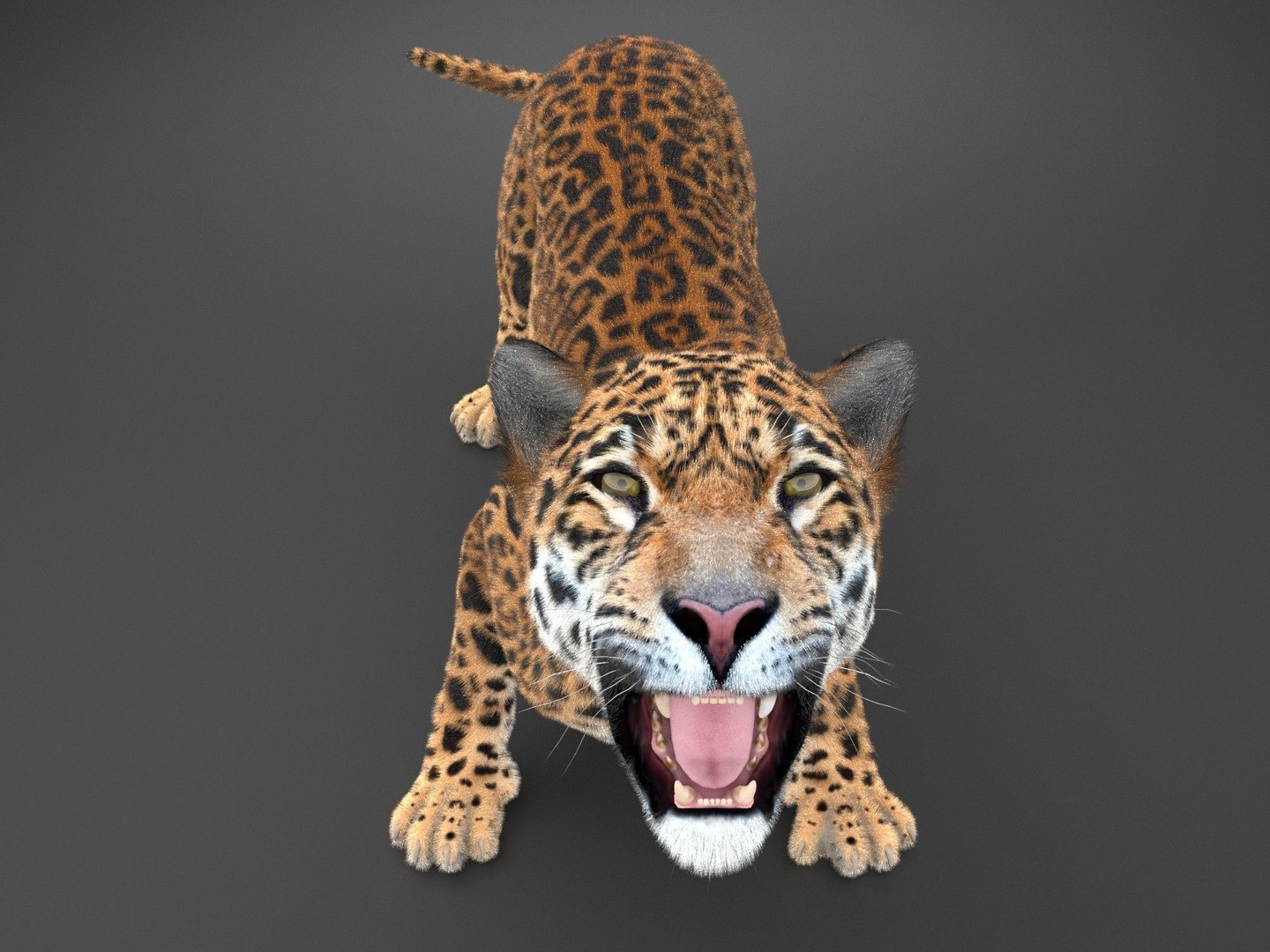 American Panthera Onca 3D Model - TurboSquid 1171815