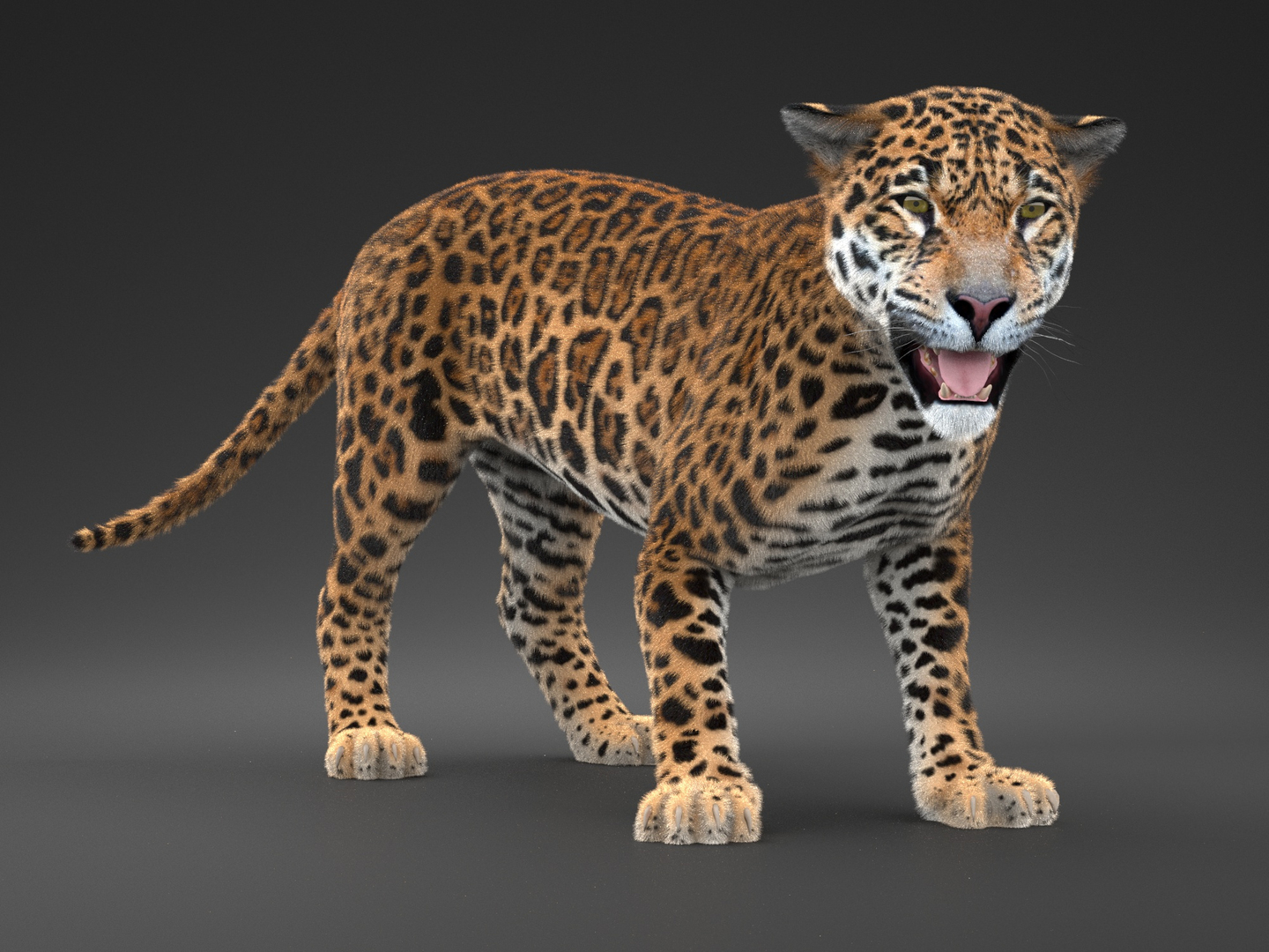 American Panthera Onca 3D Model - TurboSquid 1171815