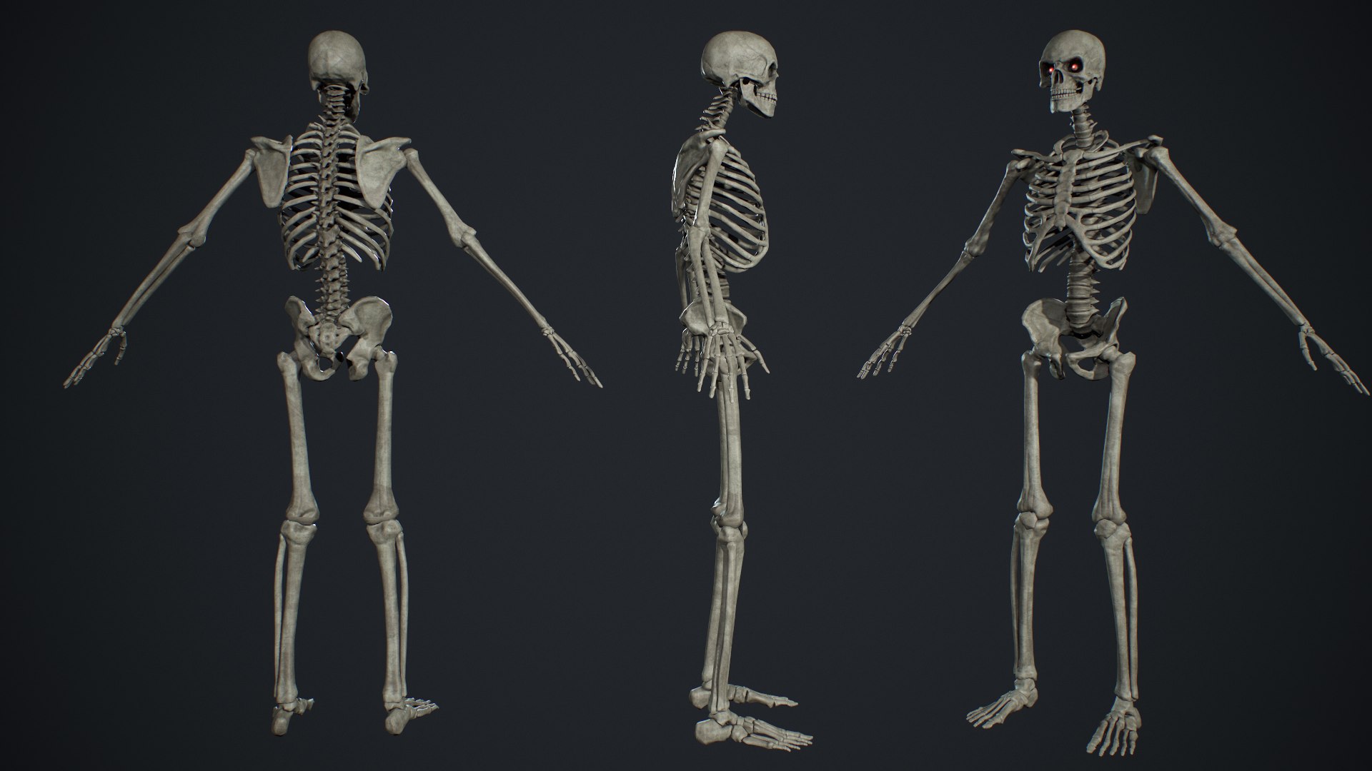3D Skeleton 01 Model - TurboSquid 2321648