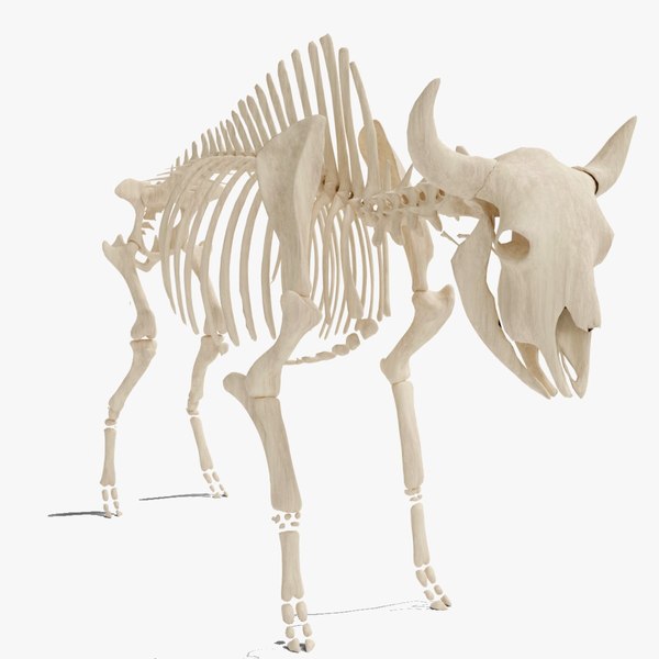 Bison Skeleton 3D 모델 - TurboSquid 2078505