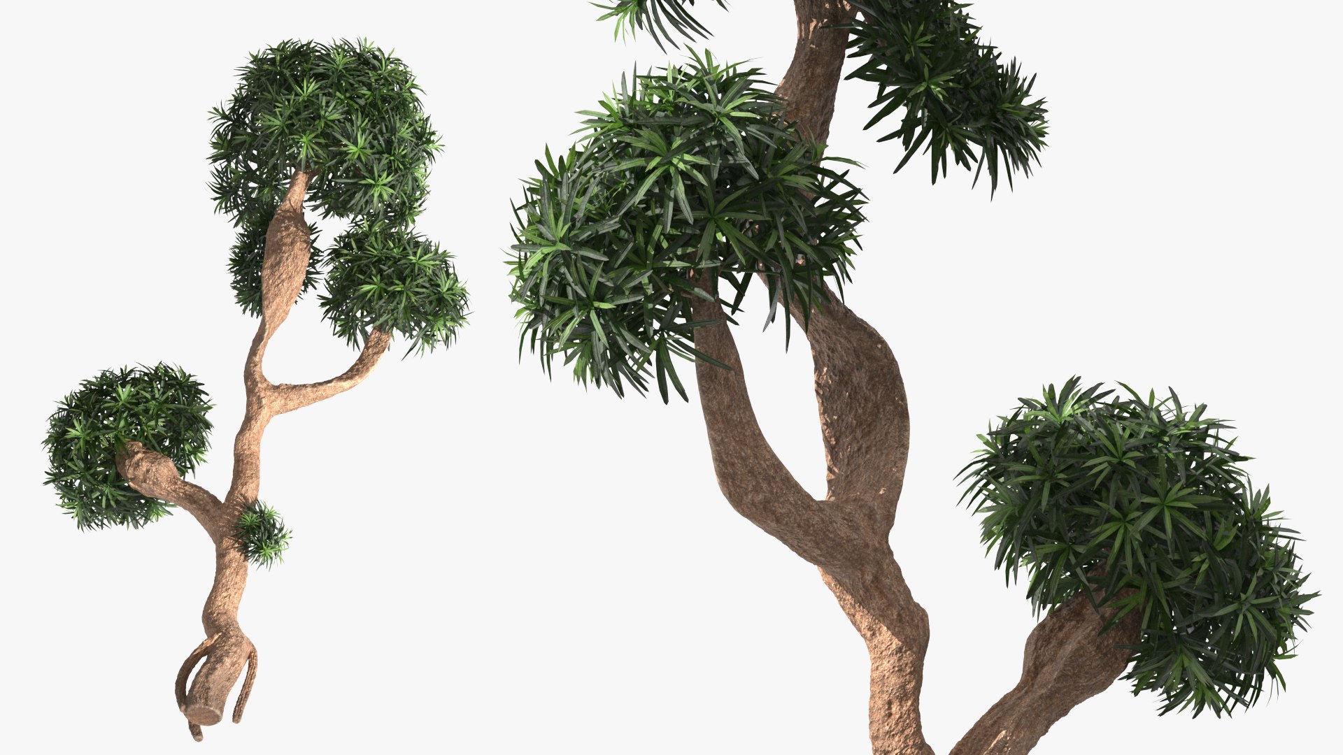3D Podocarpus Small Tree - TurboSquid 1789868