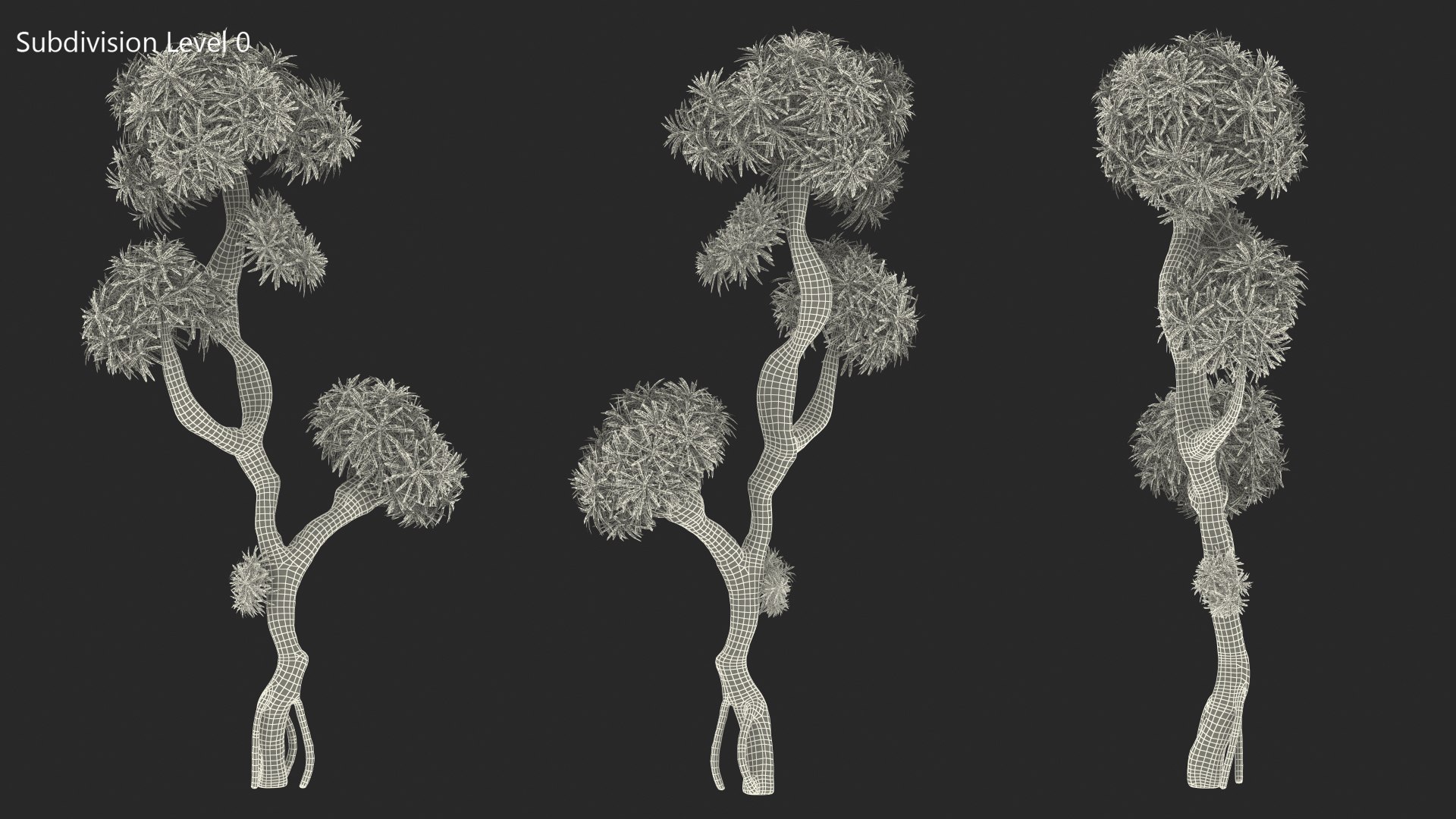 3D Podocarpus Small Tree - TurboSquid 1789868