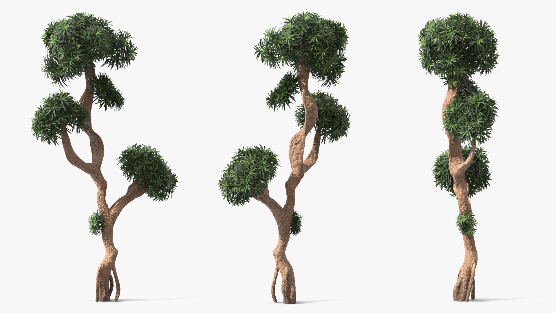 3D Podocarpus Small Tree - TurboSquid 1789868