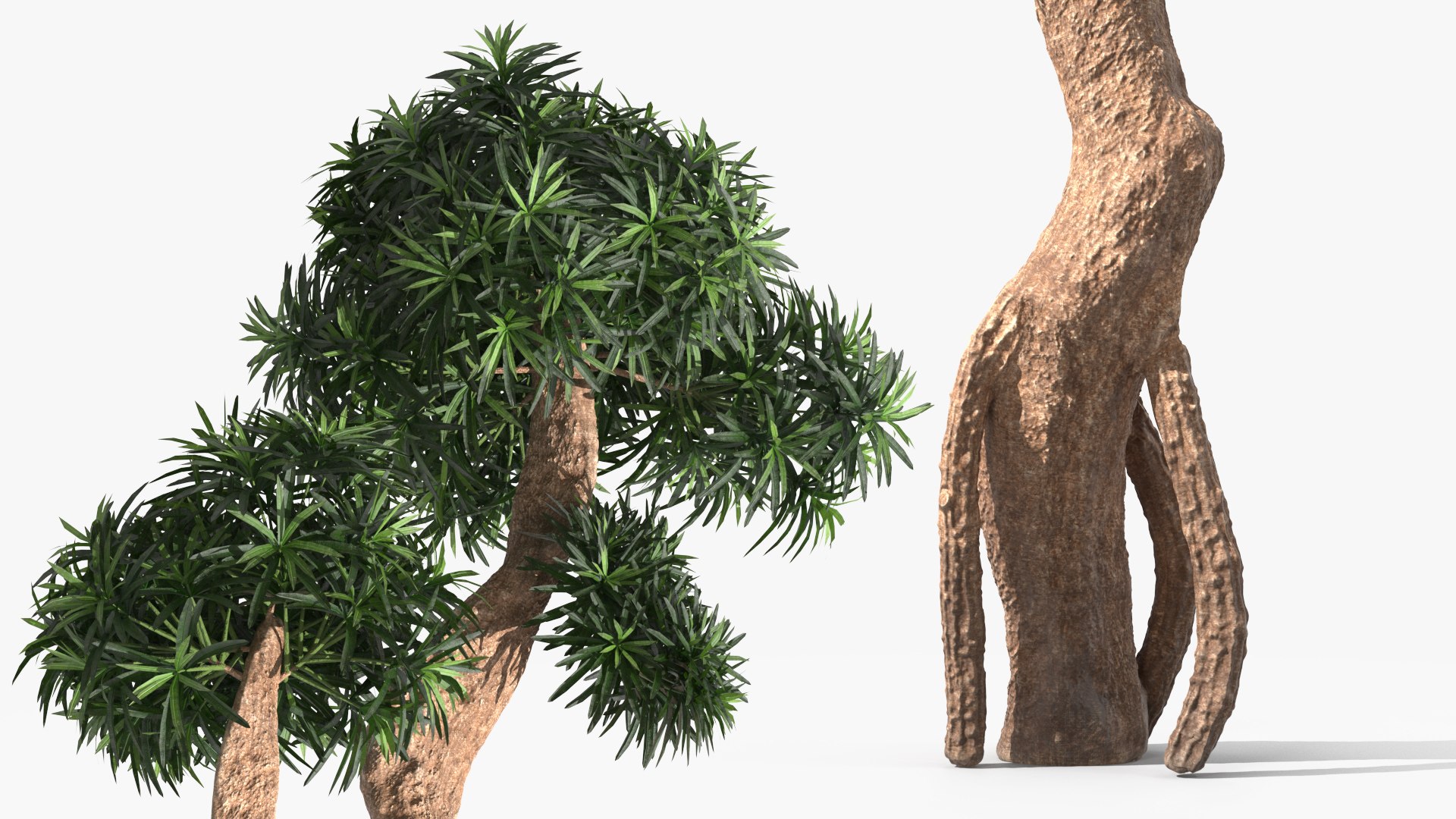3D Podocarpus Small Tree - TurboSquid 1789868