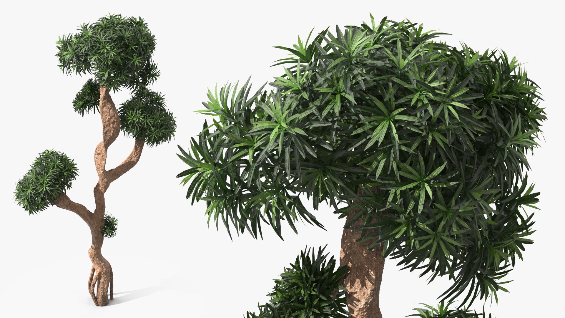 3D Podocarpus Small Tree - TurboSquid 1789868