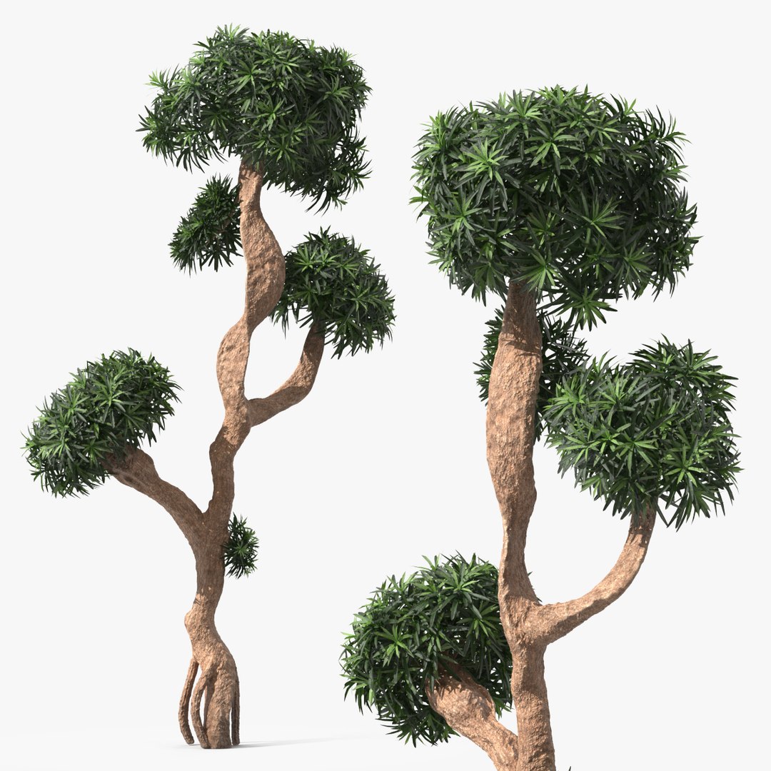 3D Podocarpus Small Tree - TurboSquid 1789868