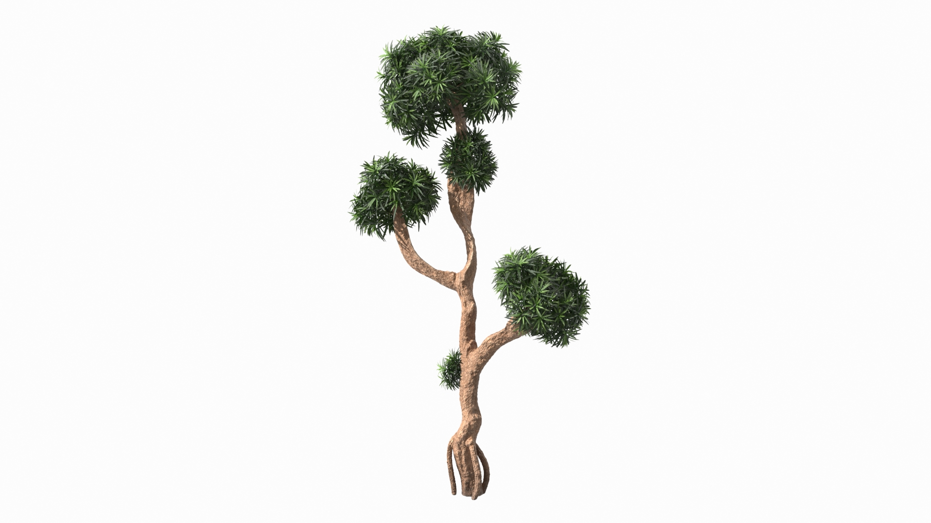 3D Podocarpus Small Tree - TurboSquid 1789868