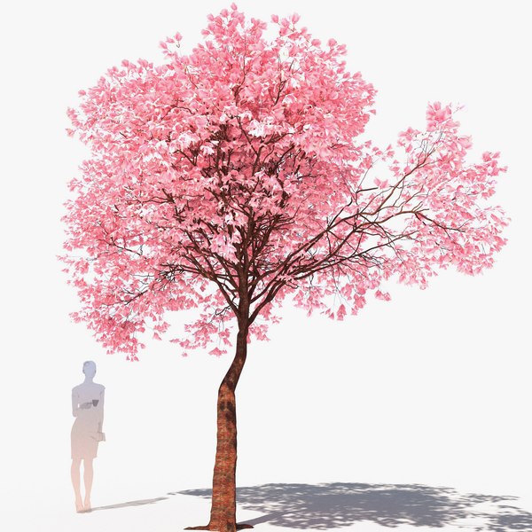 3D cherry tree flowering prunus avium C - TurboSquid 1779570