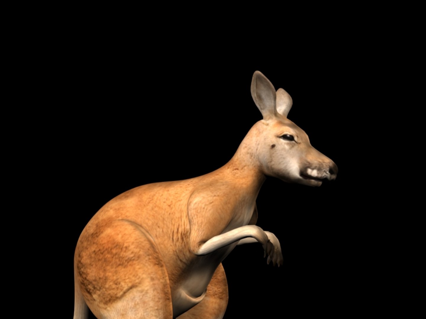 Kangaroo Animation 3d Max