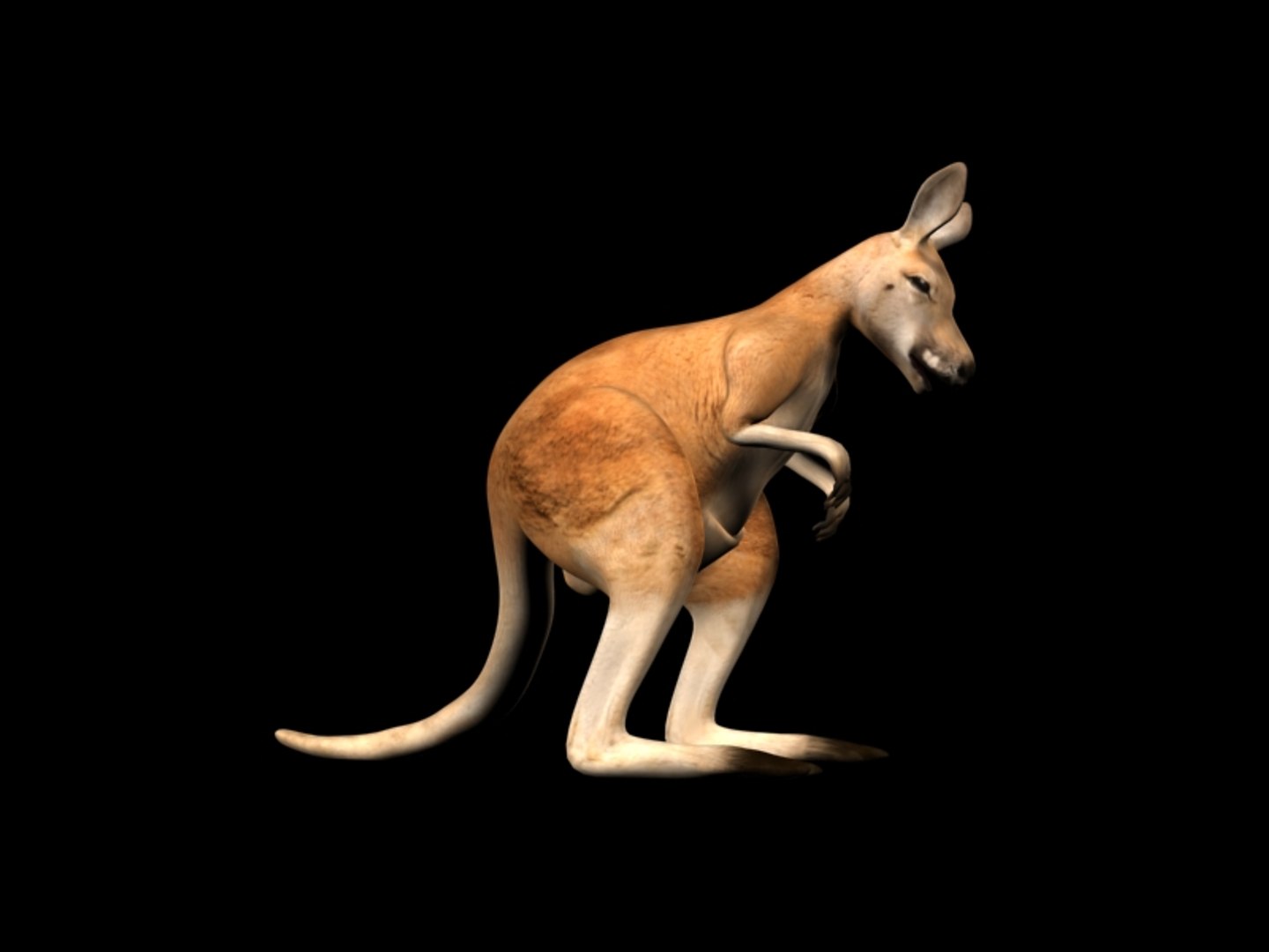 Kangaroo Animation 3d Max