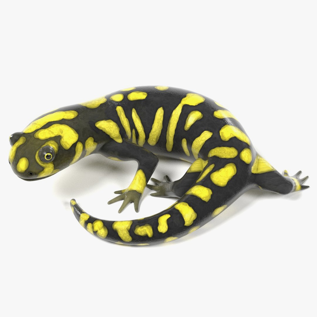 3d tiger salamander rigged model