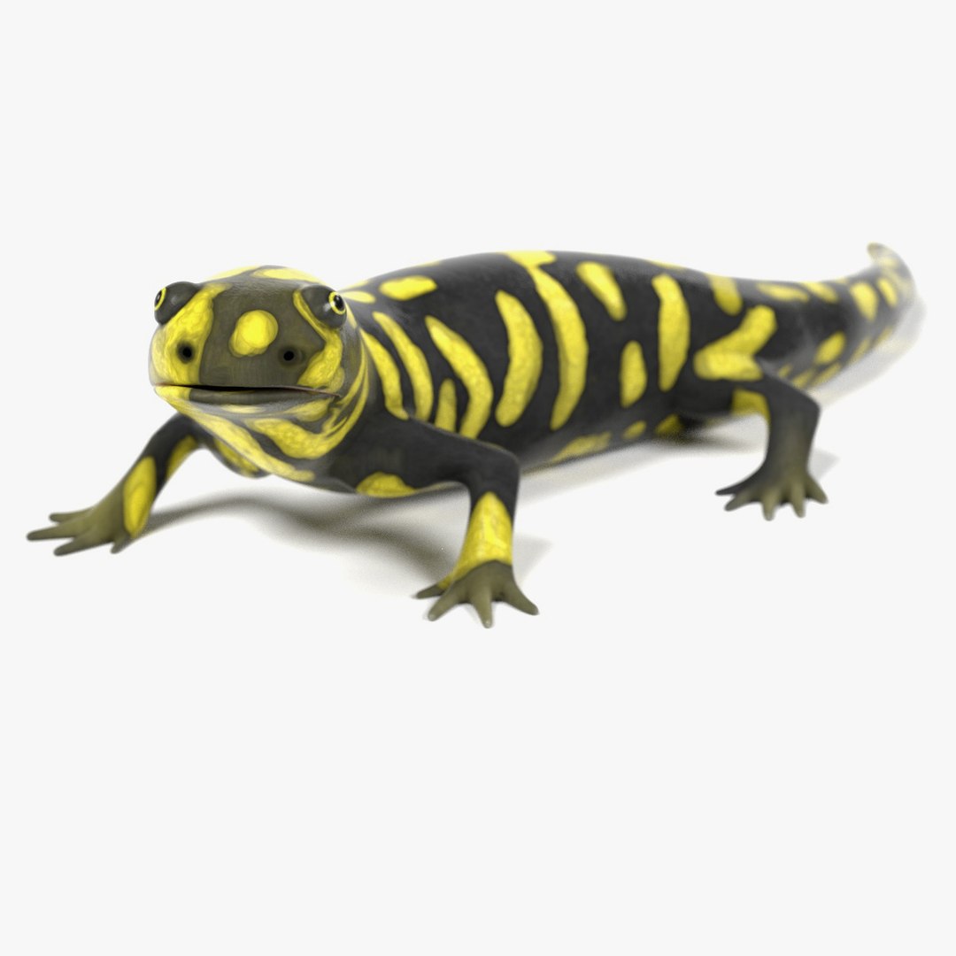 3d tiger salamander rigged model