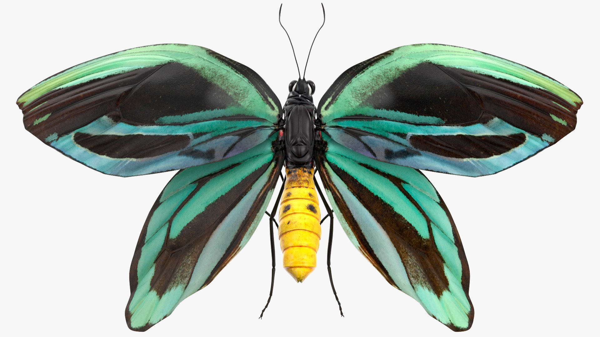 3D Animated Flight Ornithoptera Alexandrae Butterfly Rigged For Cinema ...