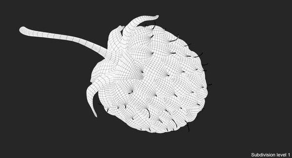 3D raspberry realistic real - TurboSquid 1404425