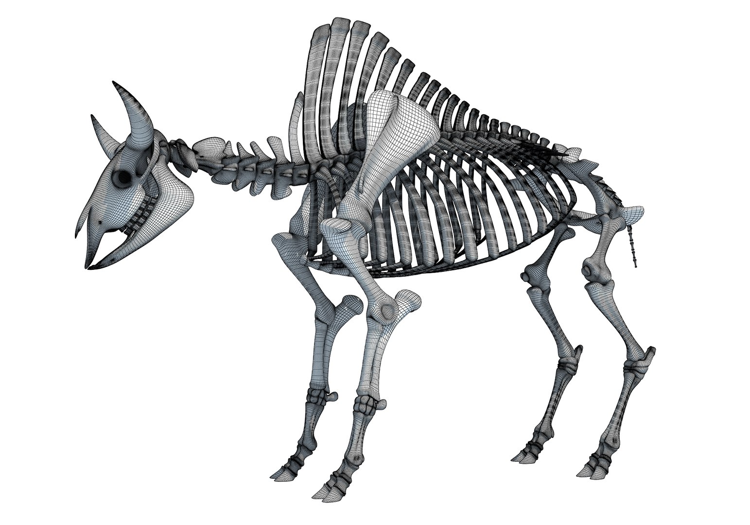 Bison skeleton model - TurboSquid 1246899