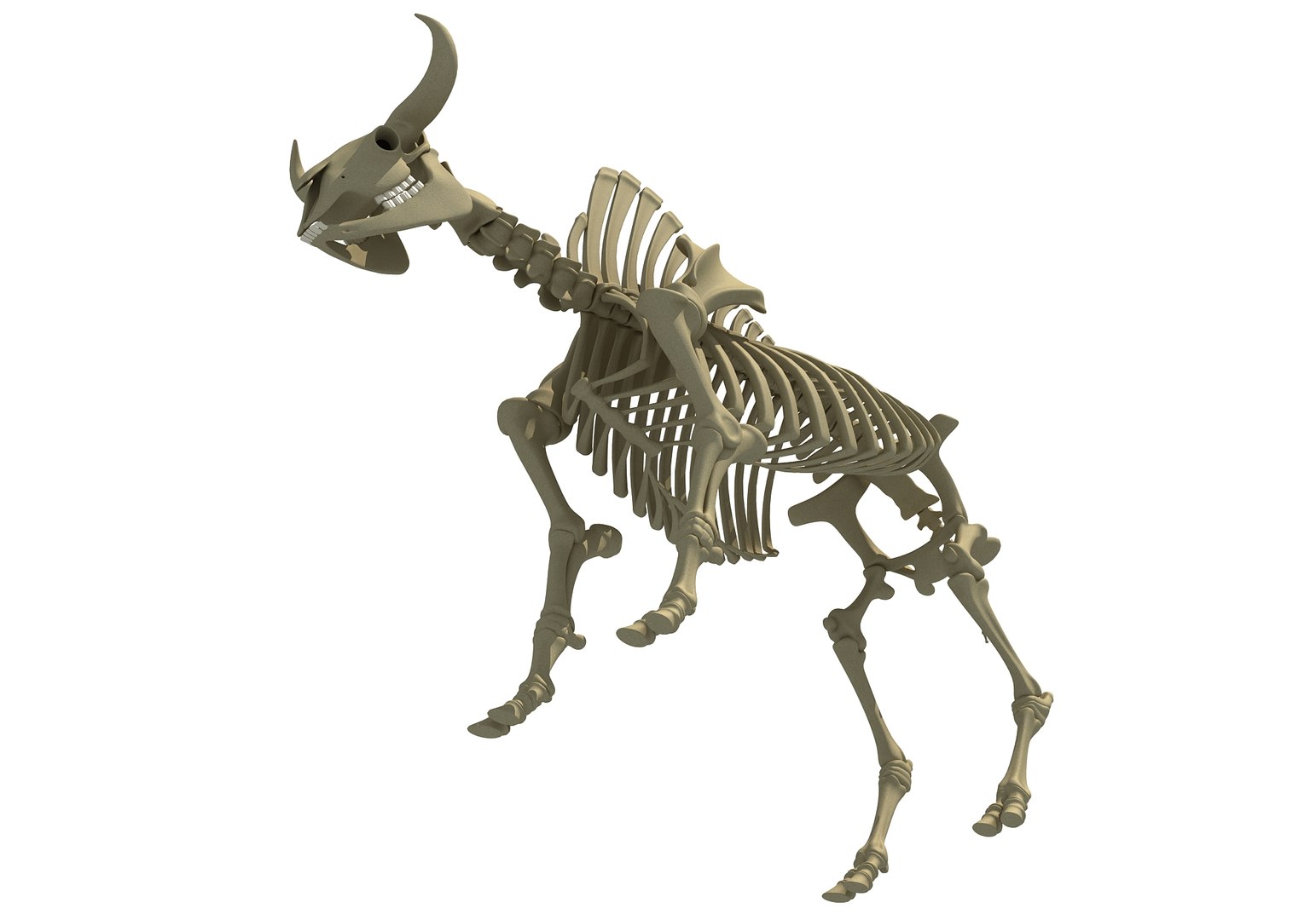 Bison skeleton model - TurboSquid 1246899