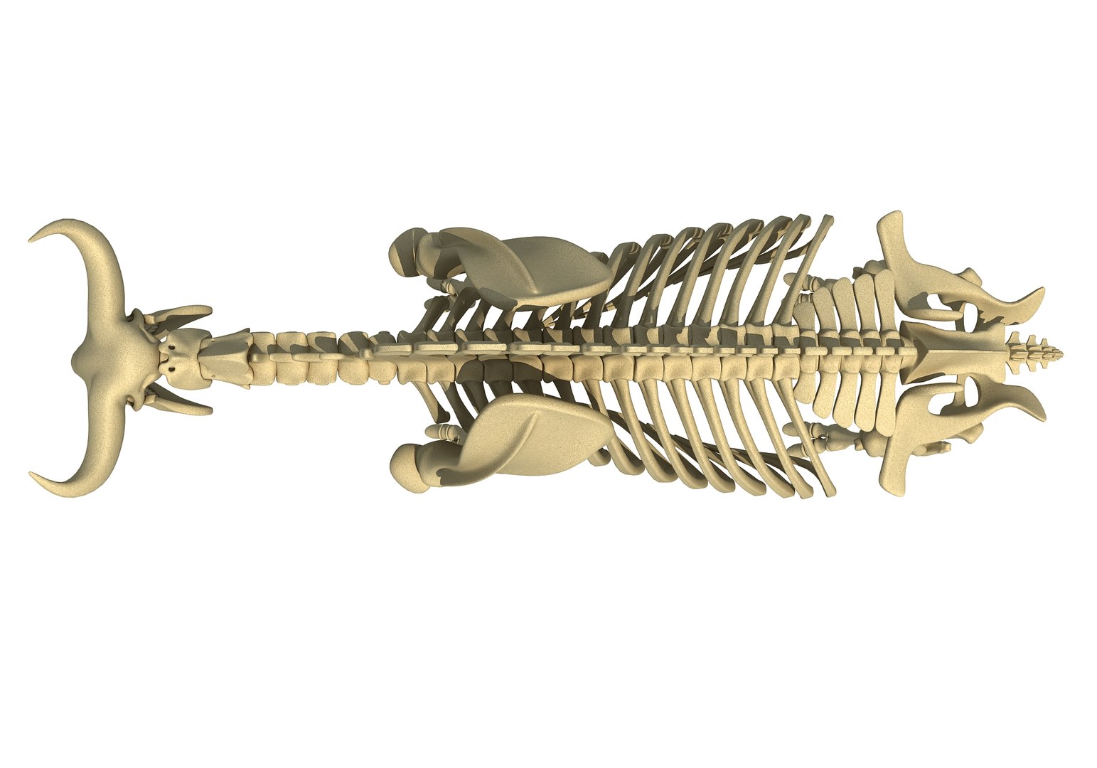 Bison skeleton model - TurboSquid 1246899