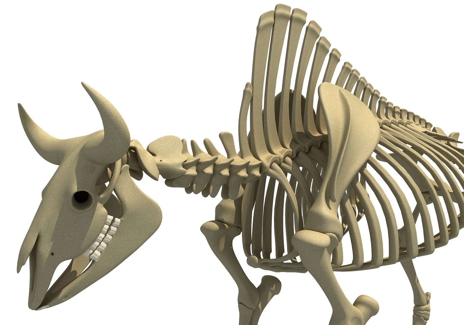Bison skeleton model - TurboSquid 1246899