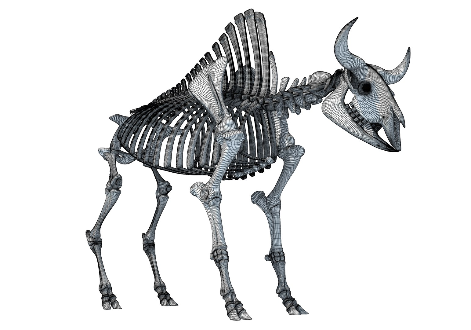 Bison skeleton model - TurboSquid 1246899