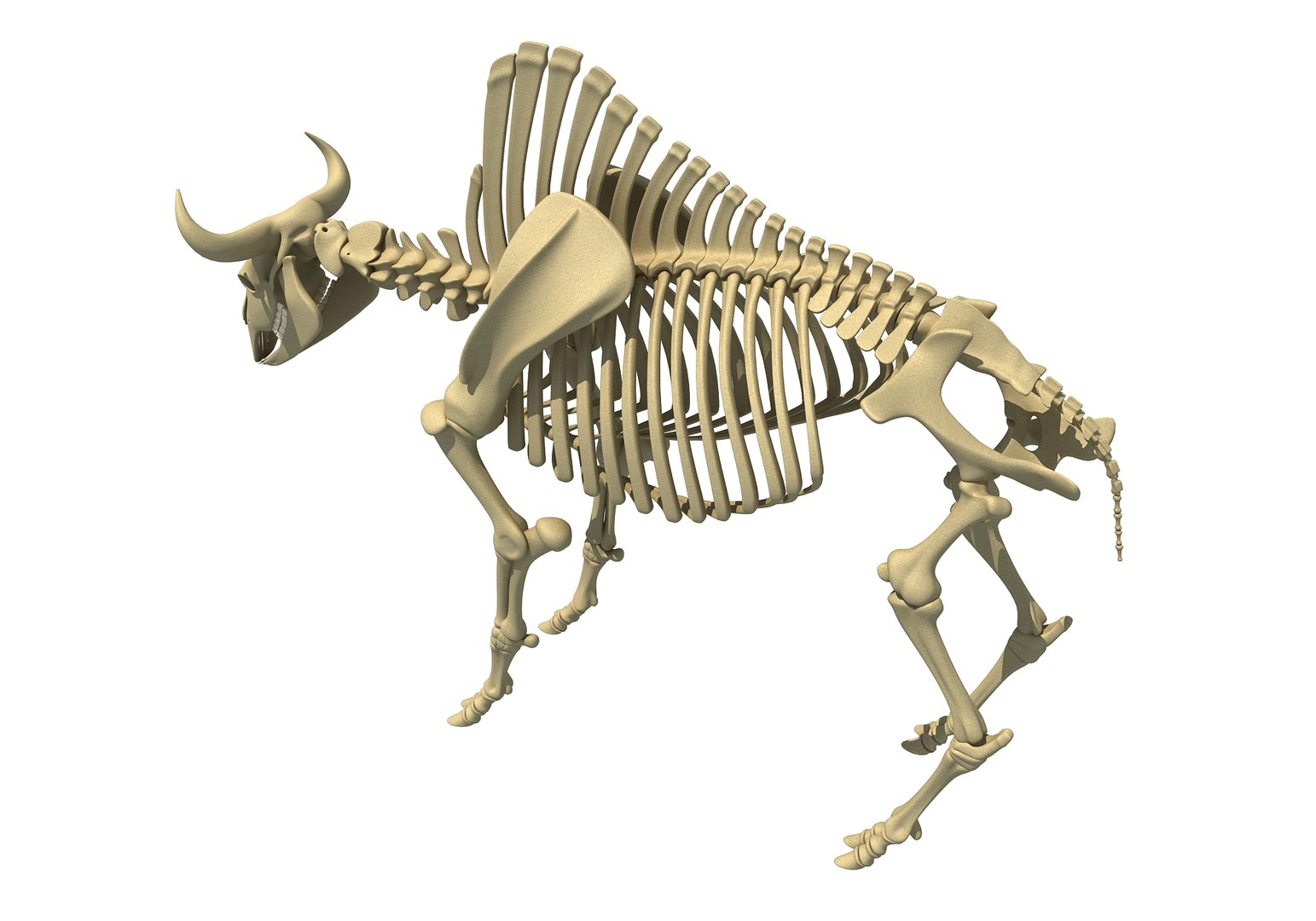Bison skeleton model - TurboSquid 1246899