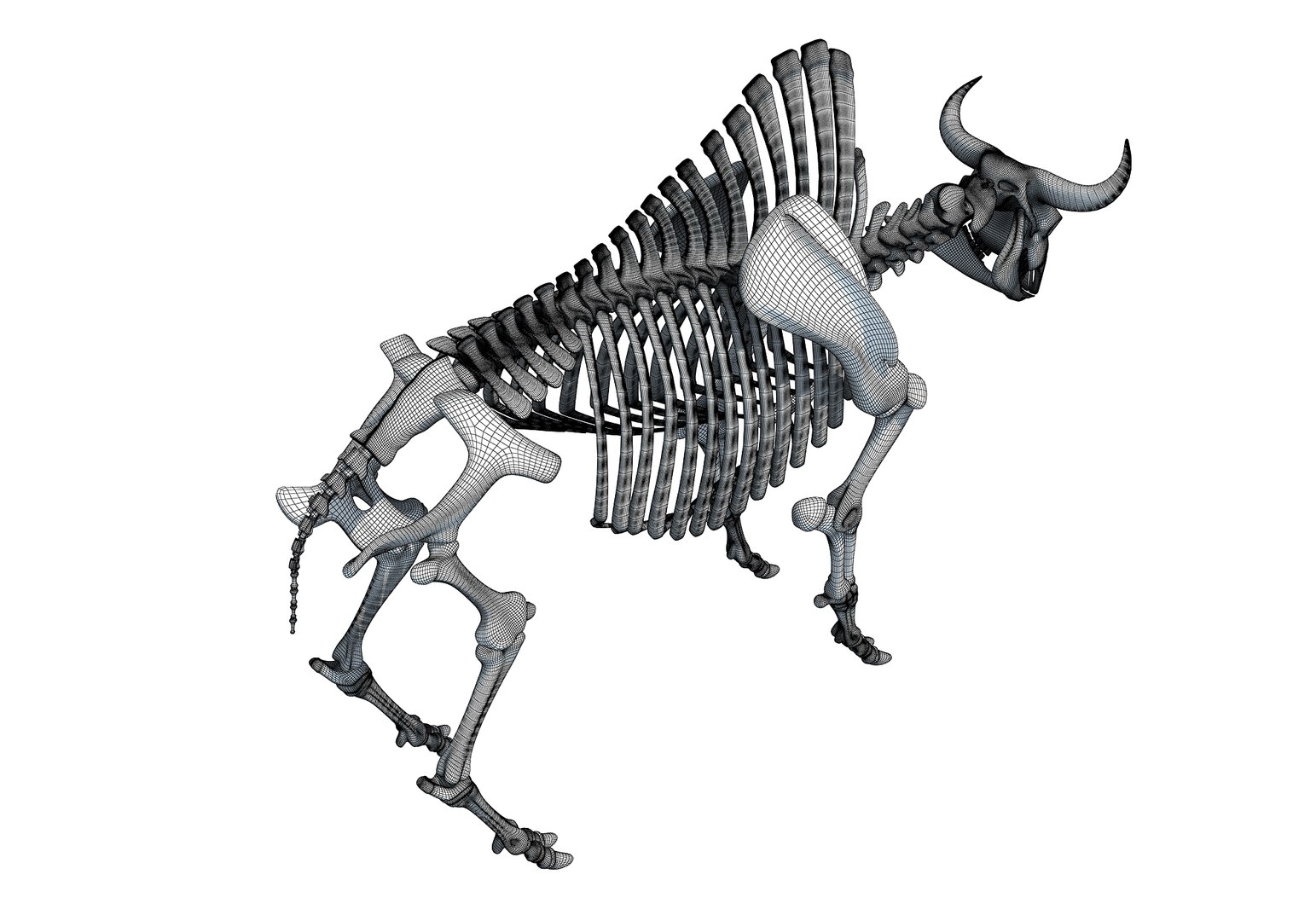 Bison skeleton model - TurboSquid 1246899