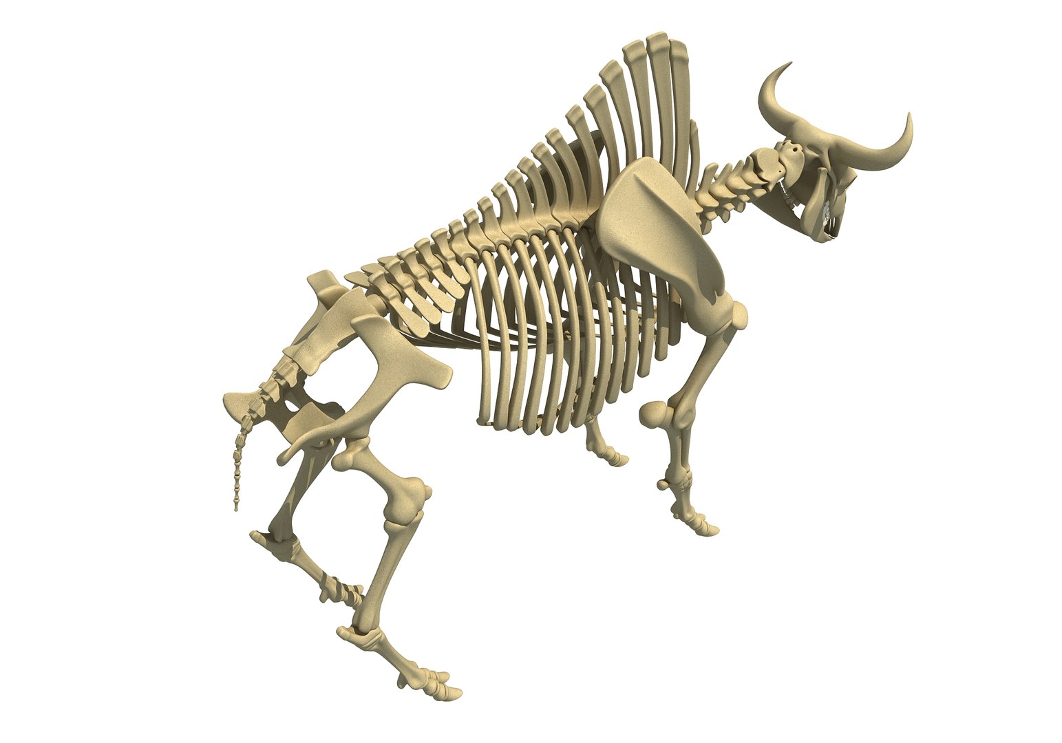 Bison skeleton model - TurboSquid 1246899