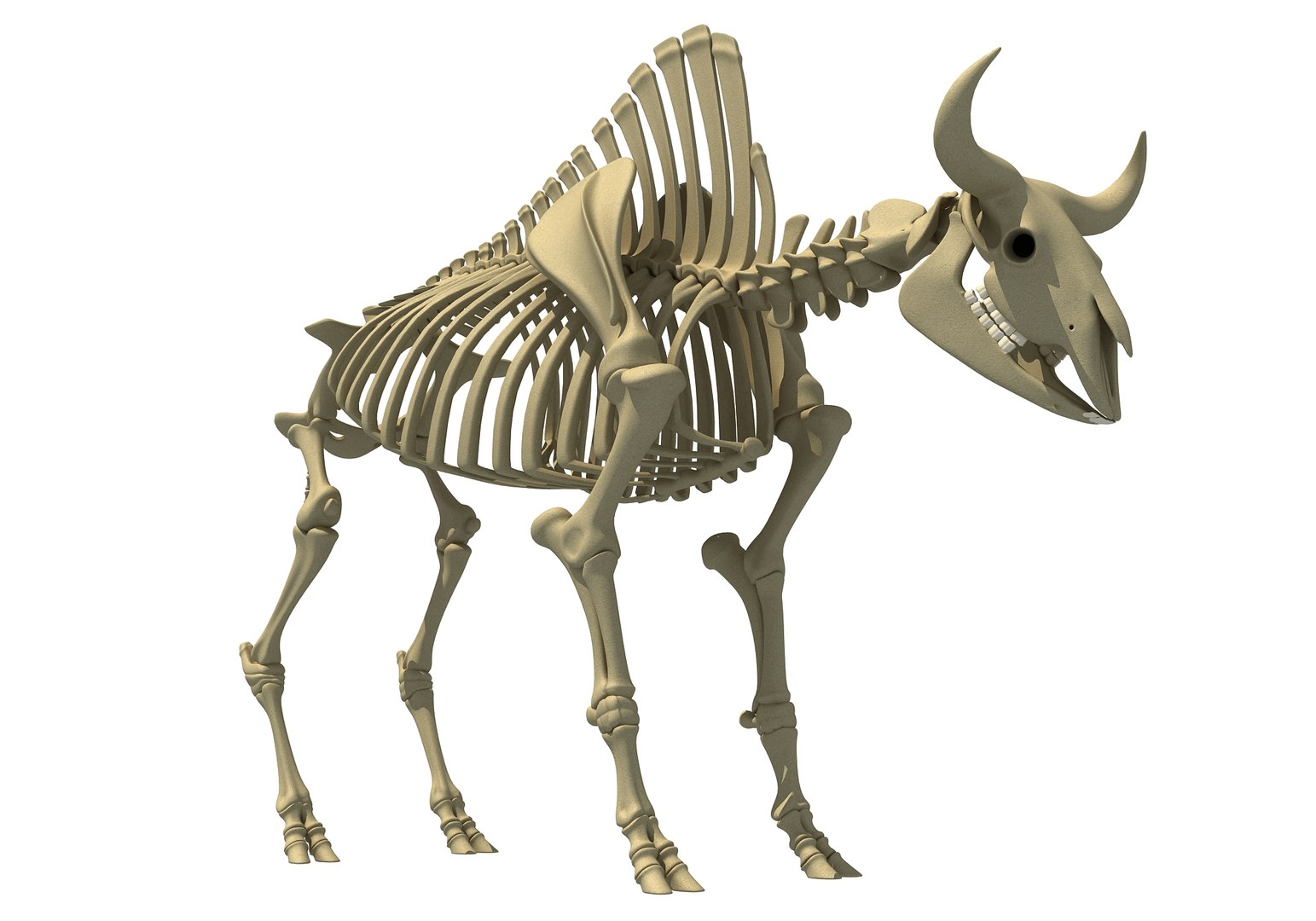 Bison skeleton model - TurboSquid 1246899