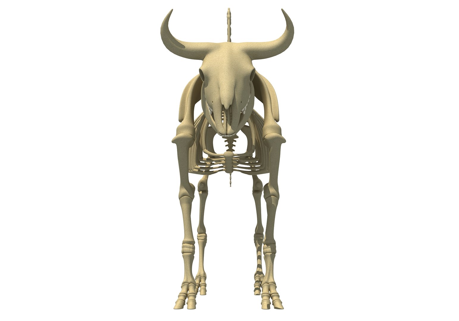 Bison skeleton model - TurboSquid 1246899