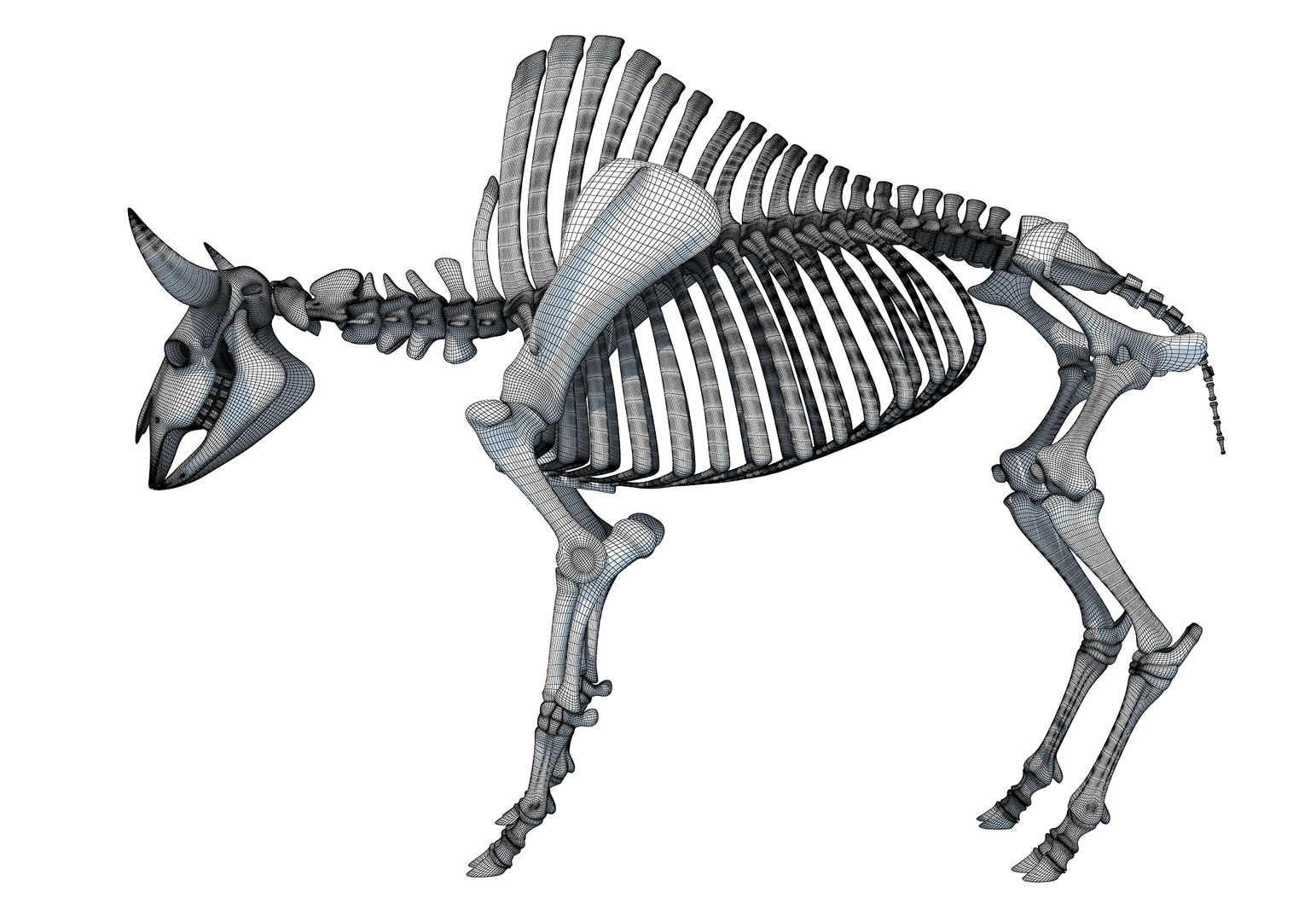 Bison skeleton model - TurboSquid 1246899