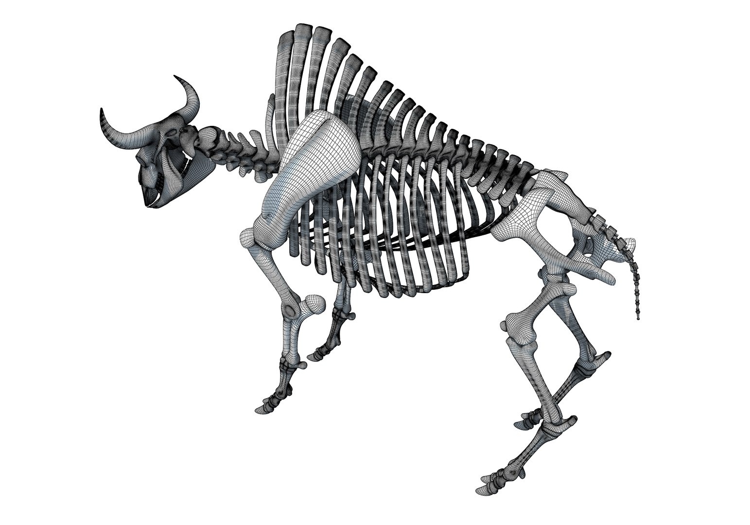 Bison skeleton model - TurboSquid 1246899