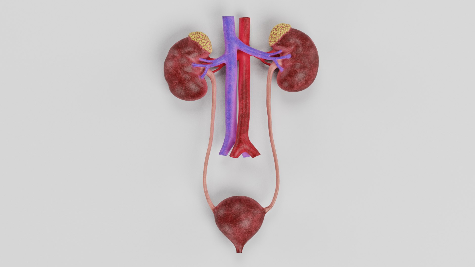 3D Urinary System model - TurboSquid 1714362