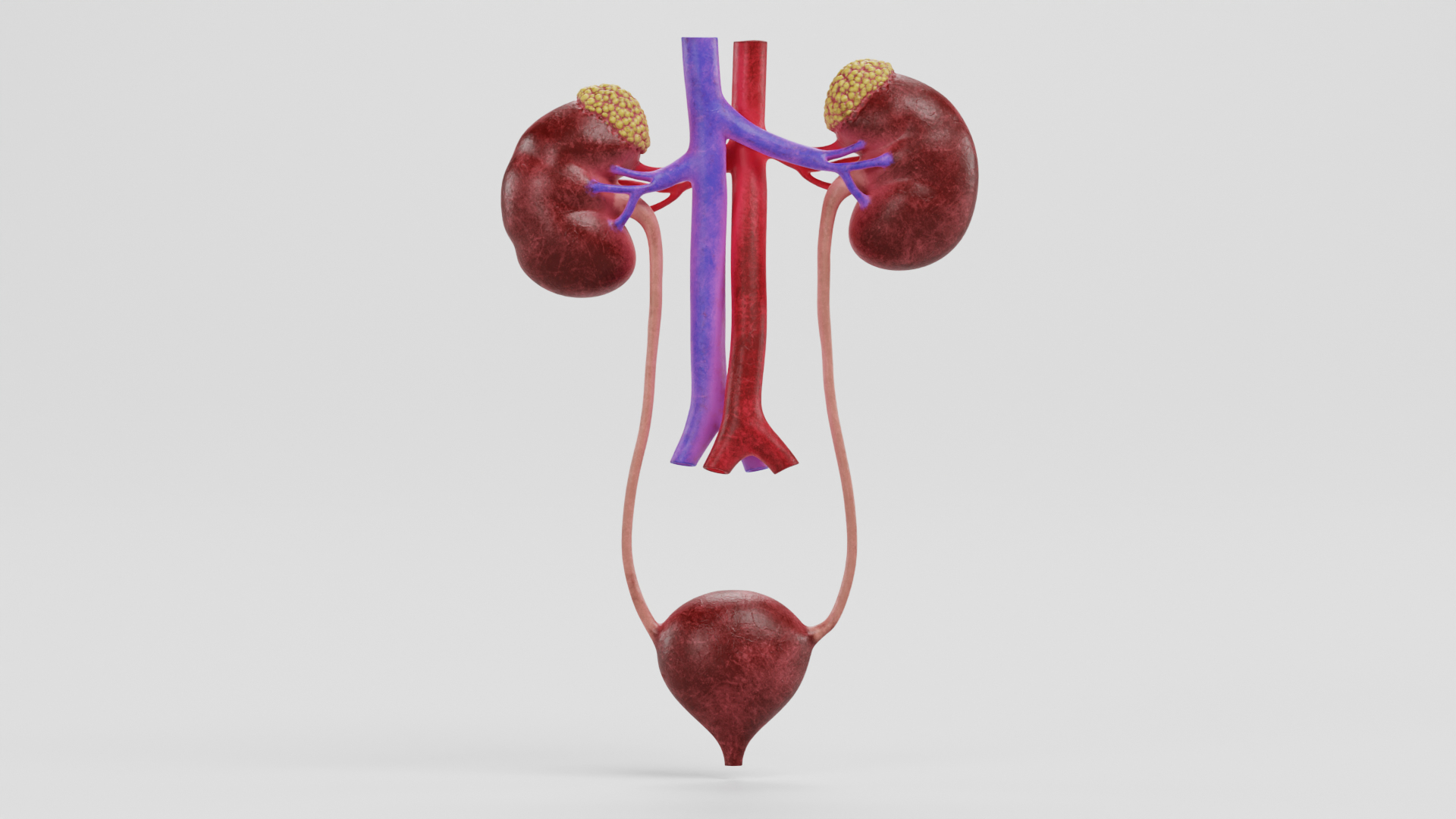 3D Urinary System model - TurboSquid 1714362