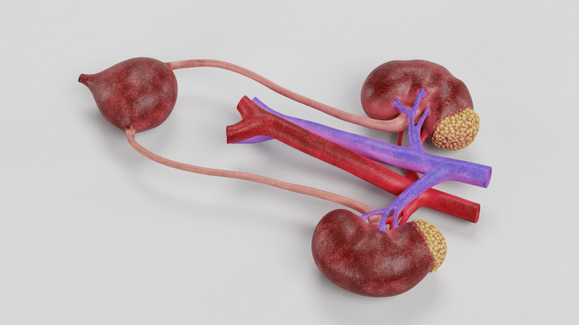 3D Urinary System model - TurboSquid 1714362
