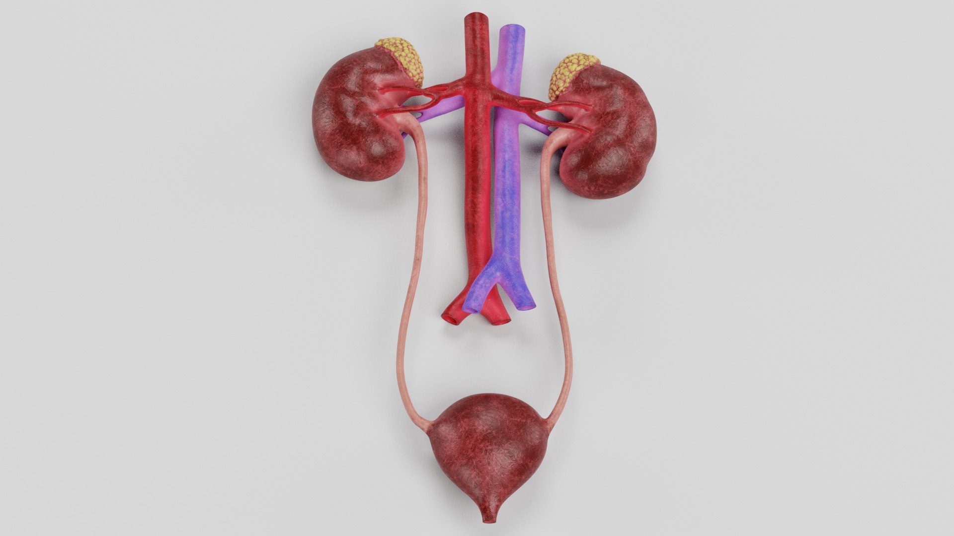 3D Urinary System model - TurboSquid 1714362