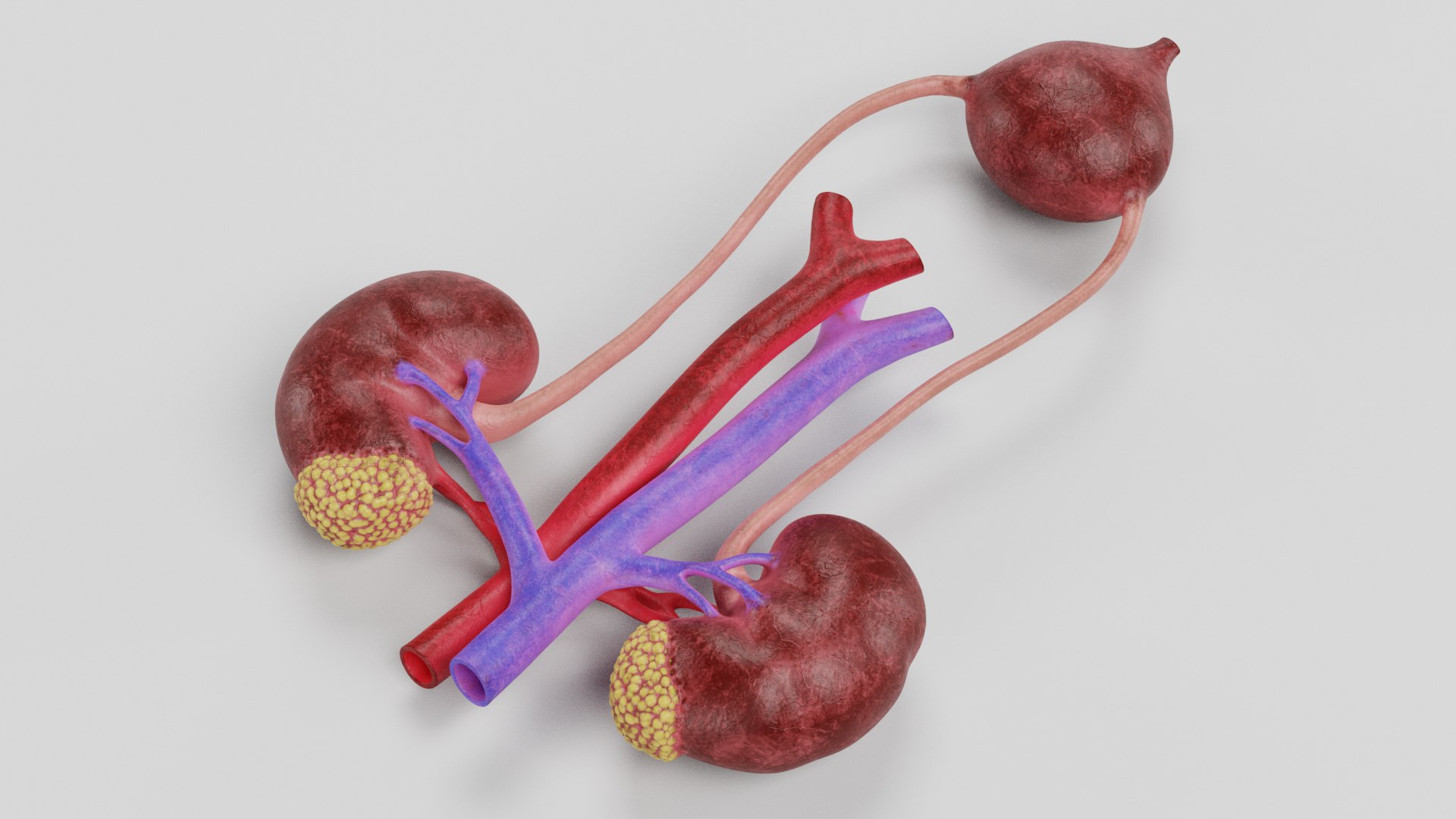 3D Urinary System model - TurboSquid 1714362