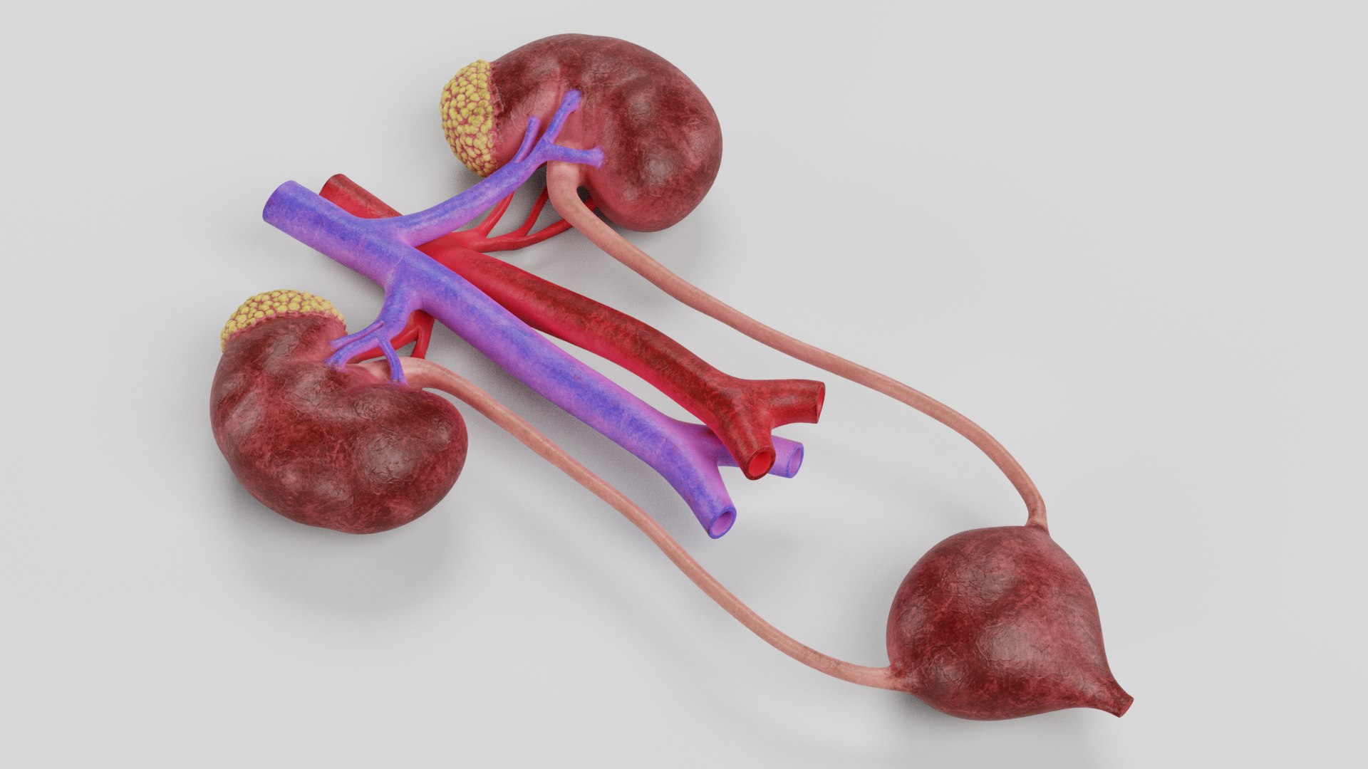 3D Urinary System model - TurboSquid 1714362