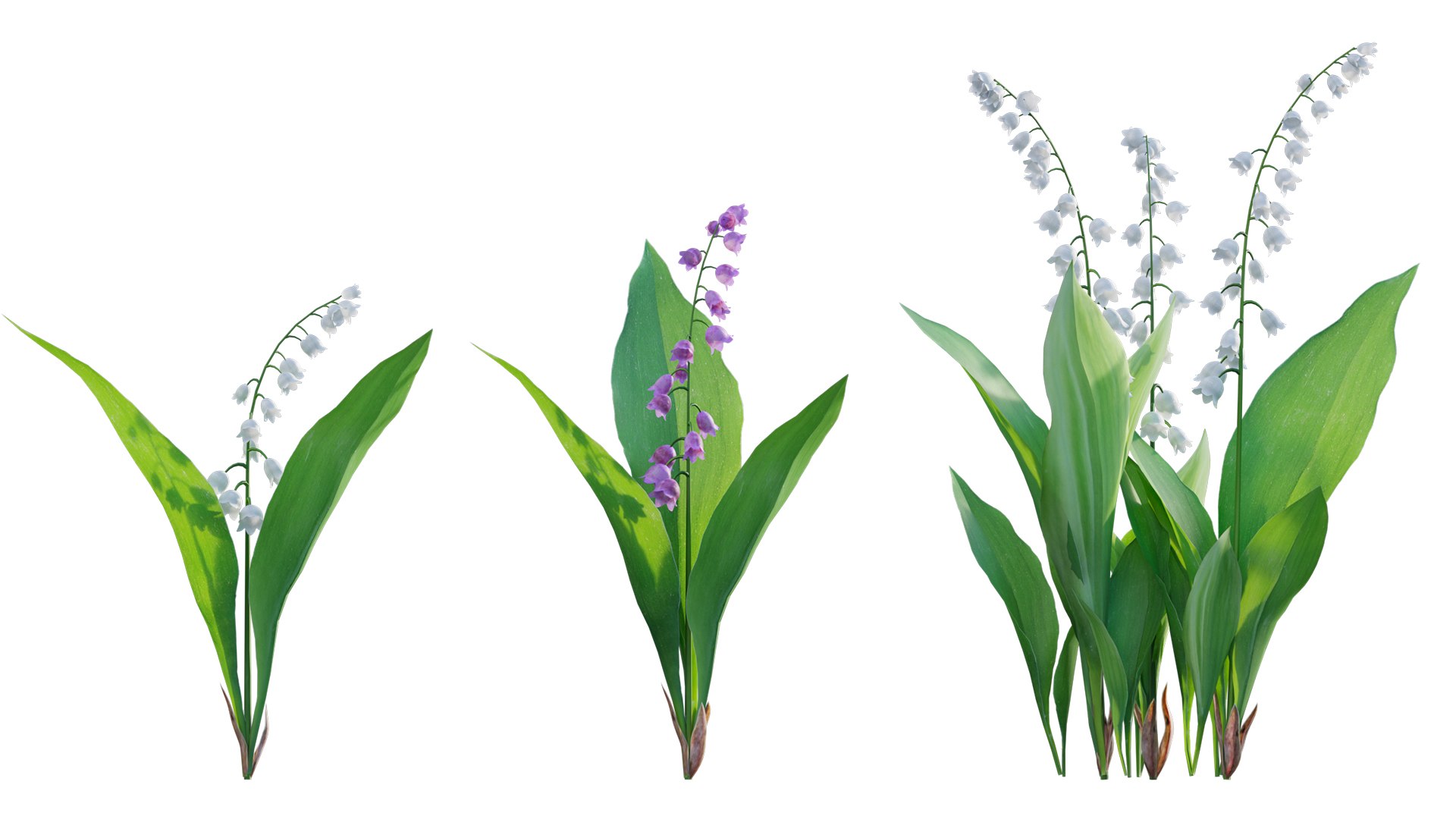 3D Convallaria Majalis - Lily Of The Valley Model - TurboSquid 2237373