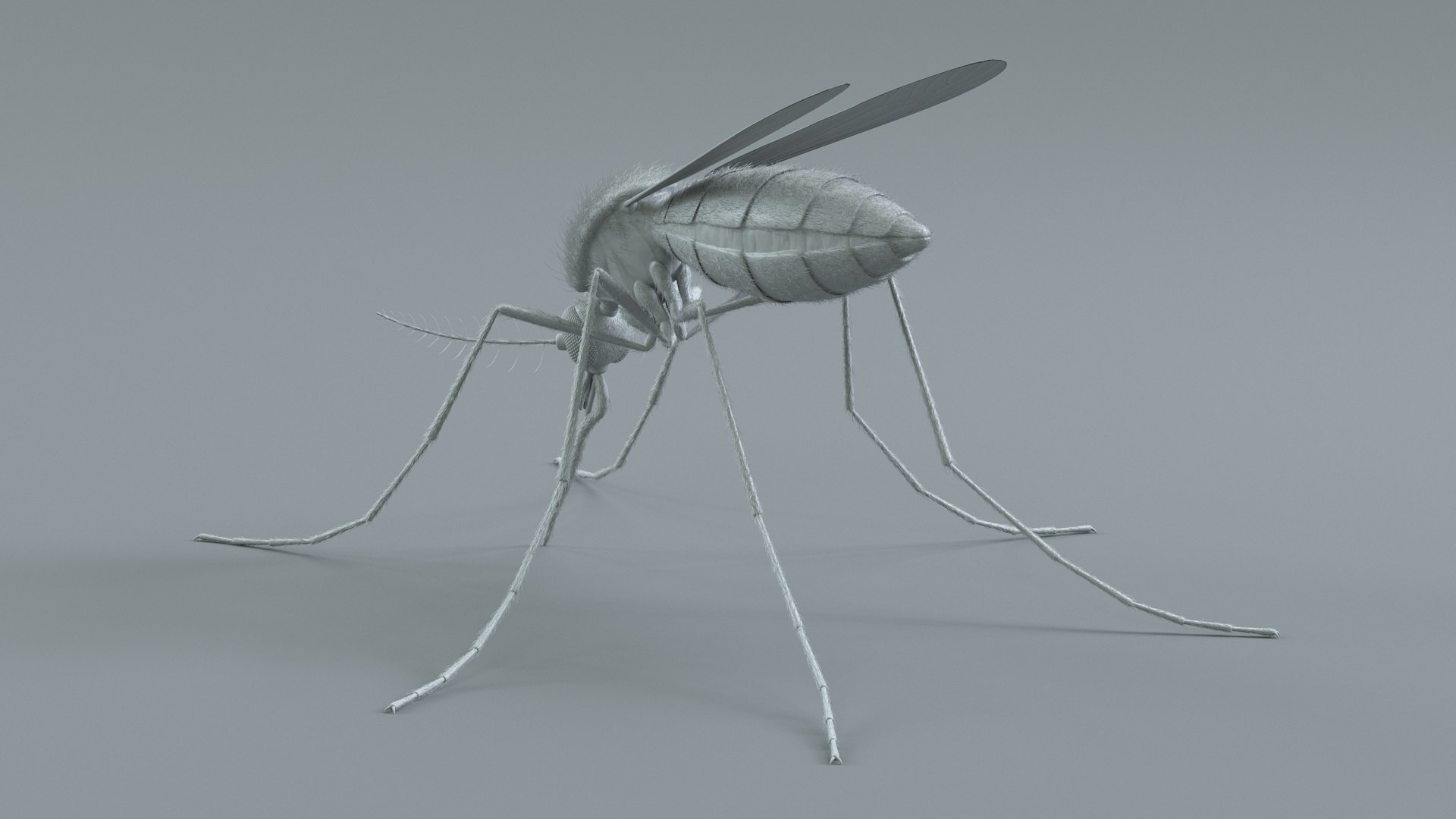 Mosquito Rigged Xgen 3D Model - TurboSquid 2287562