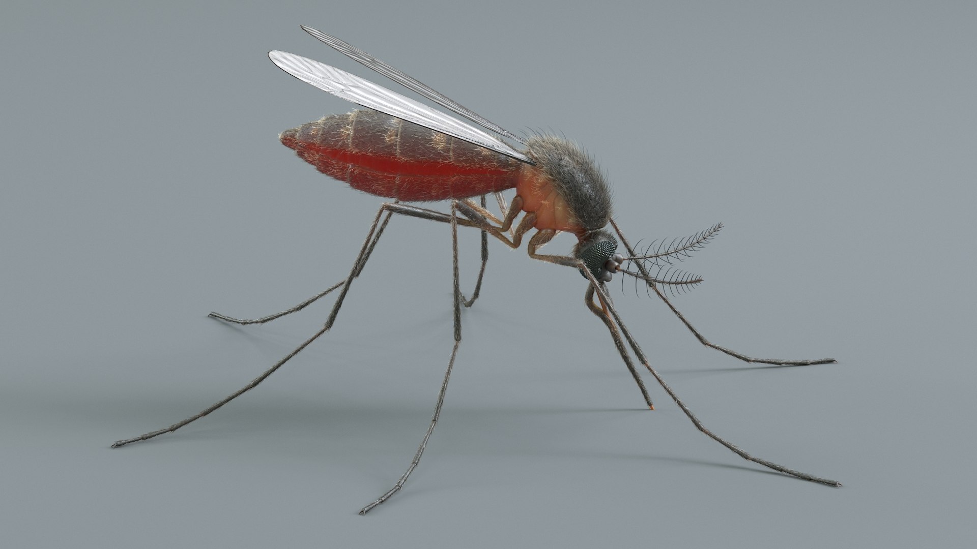 Mosquito Rigged Xgen 3D Model - TurboSquid 2287562