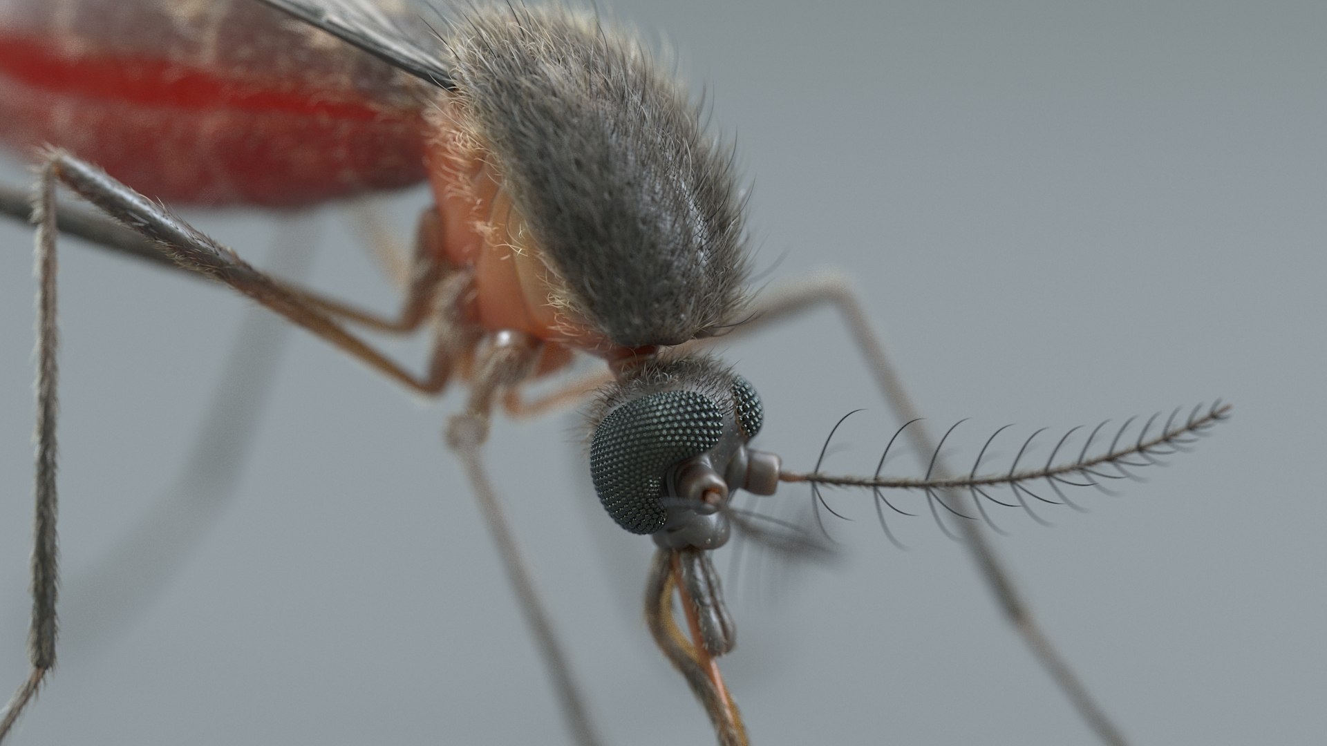 Mosquito Rigged Xgen 3D Model - TurboSquid 2287562
