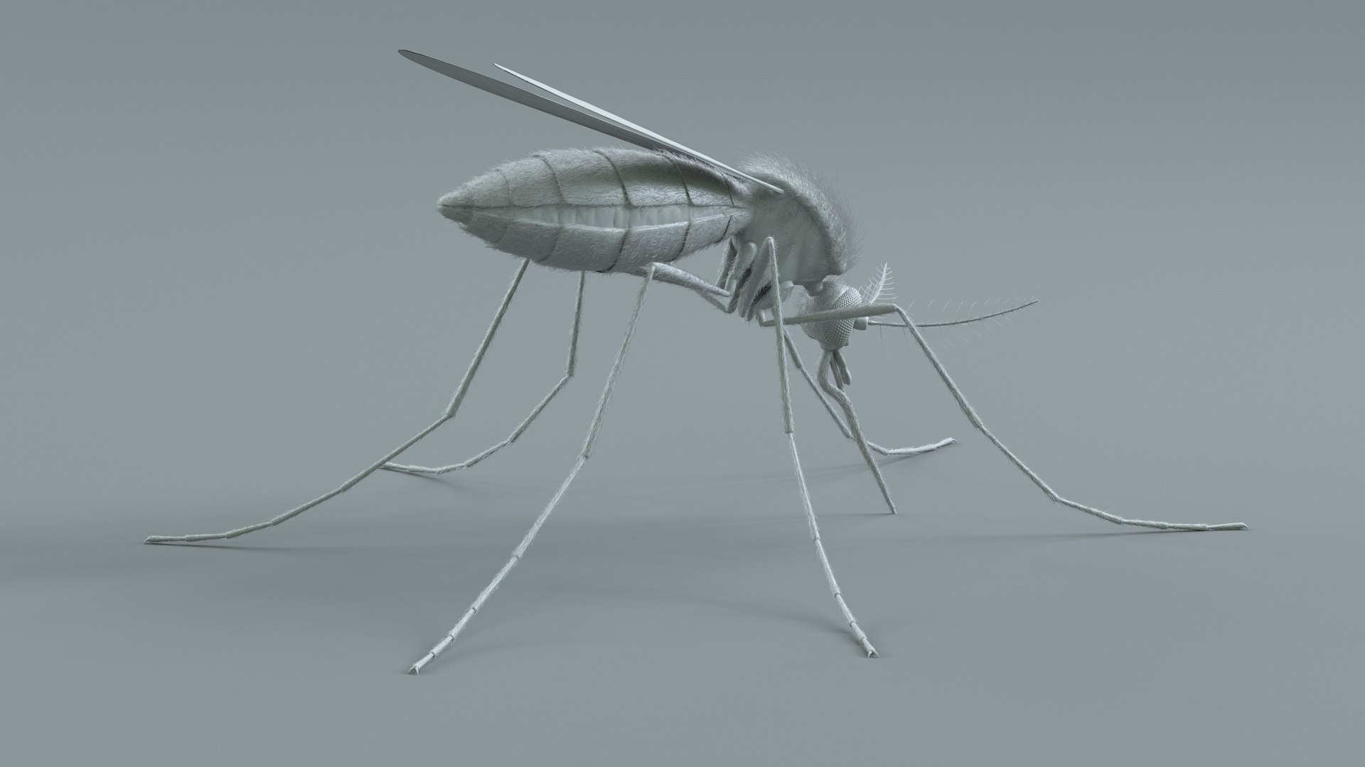 Mosquito Rigged Xgen 3D Model - TurboSquid 2287562