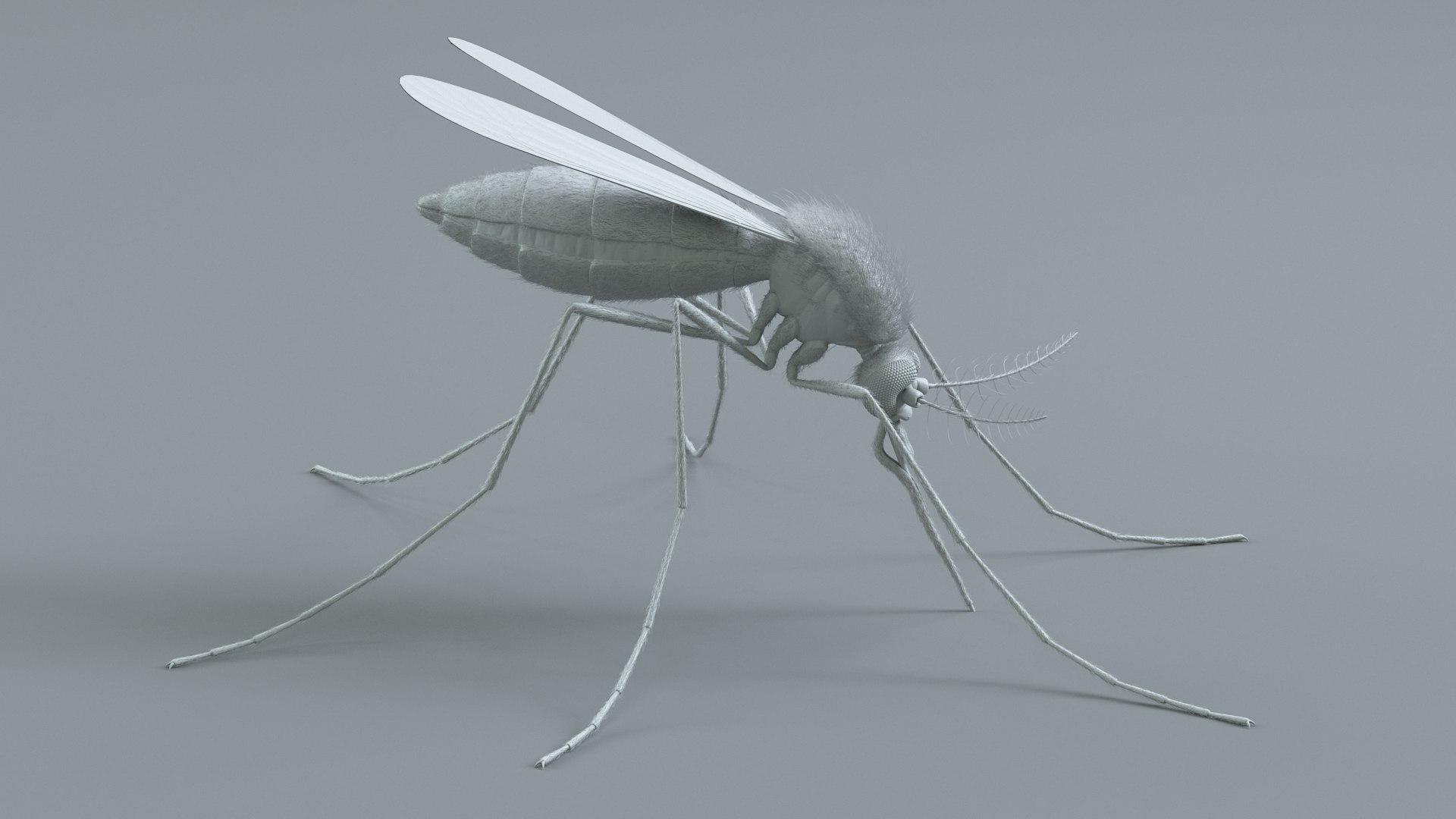Mosquito Rigged Xgen 3D Model - TurboSquid 2287562