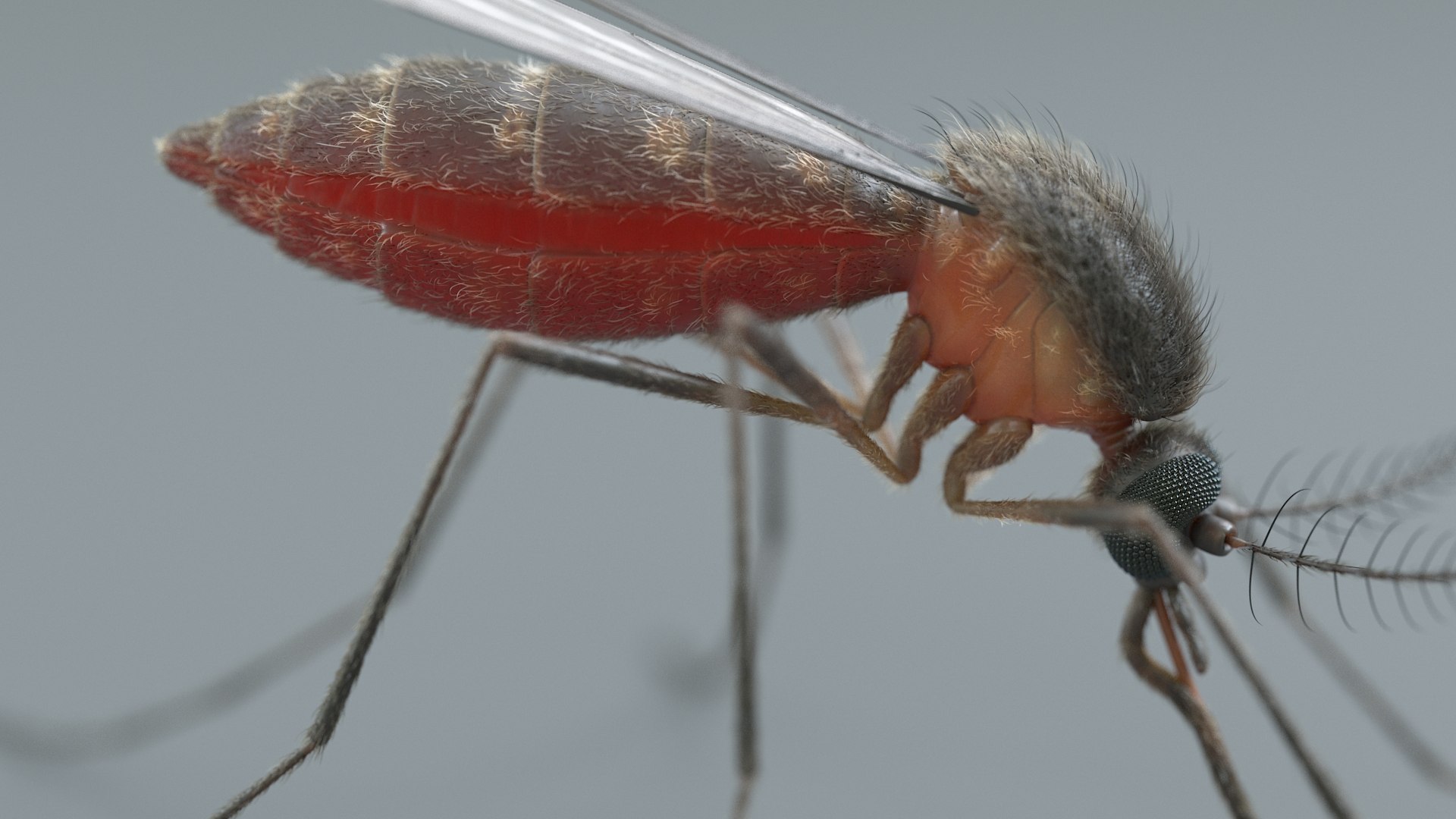Mosquito Rigged Xgen 3D Model - TurboSquid 2287562